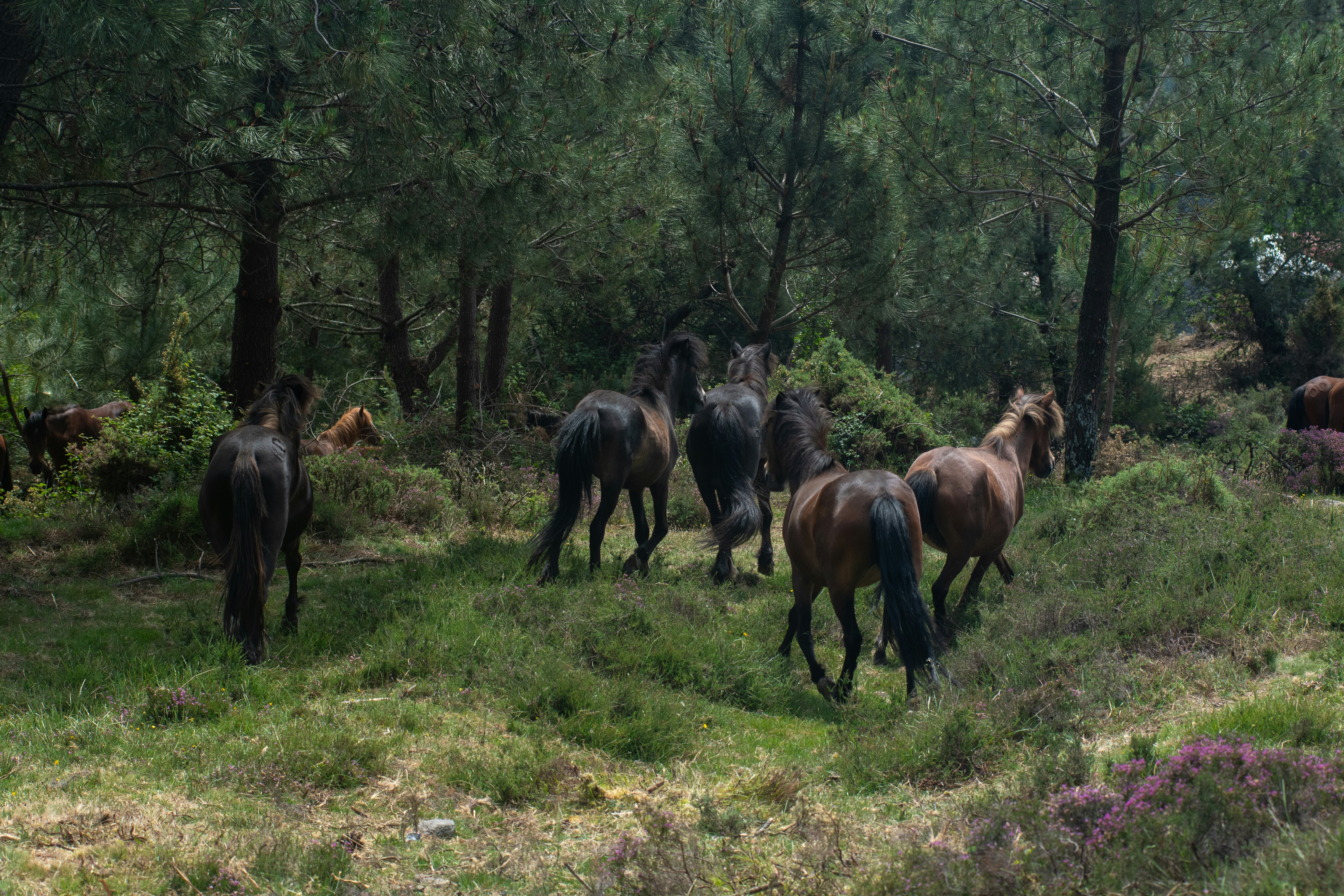 Herd in Dappled Light: Horses Crossing a Pine Meadow