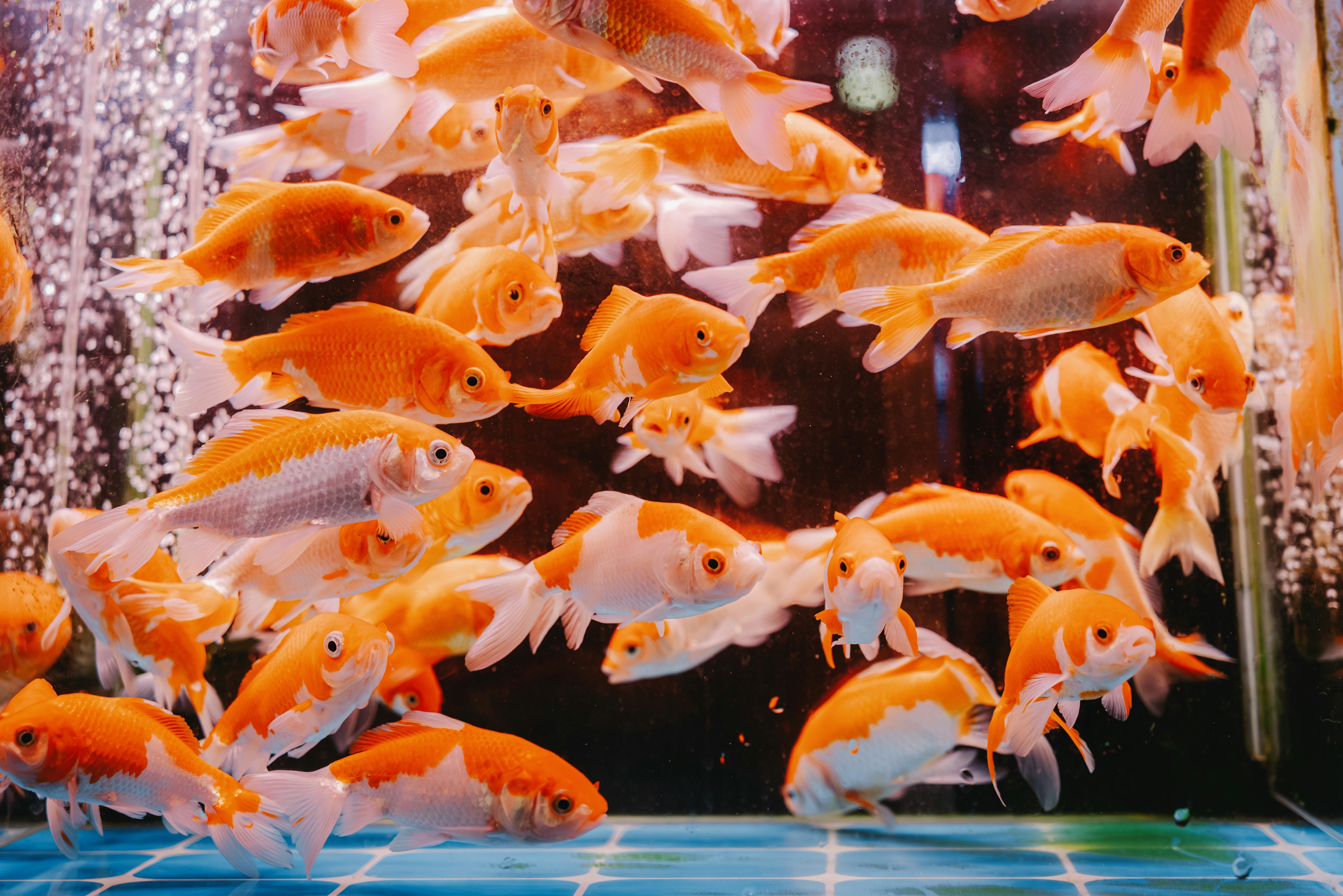 Aquatic Ballet: The Dance of Goldfish