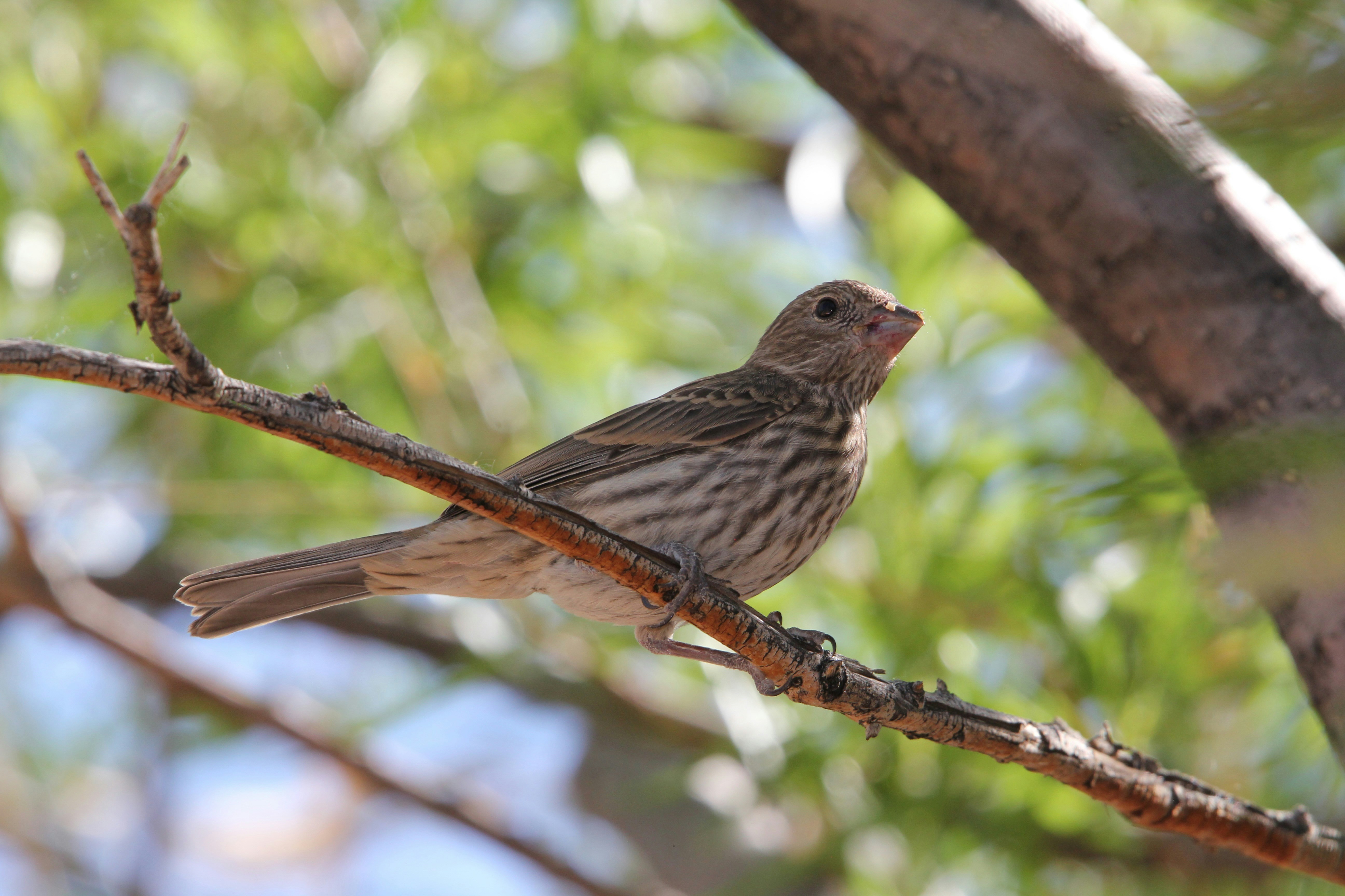 An upward shot of a female House Finch. | A bird perches on a tree branch.