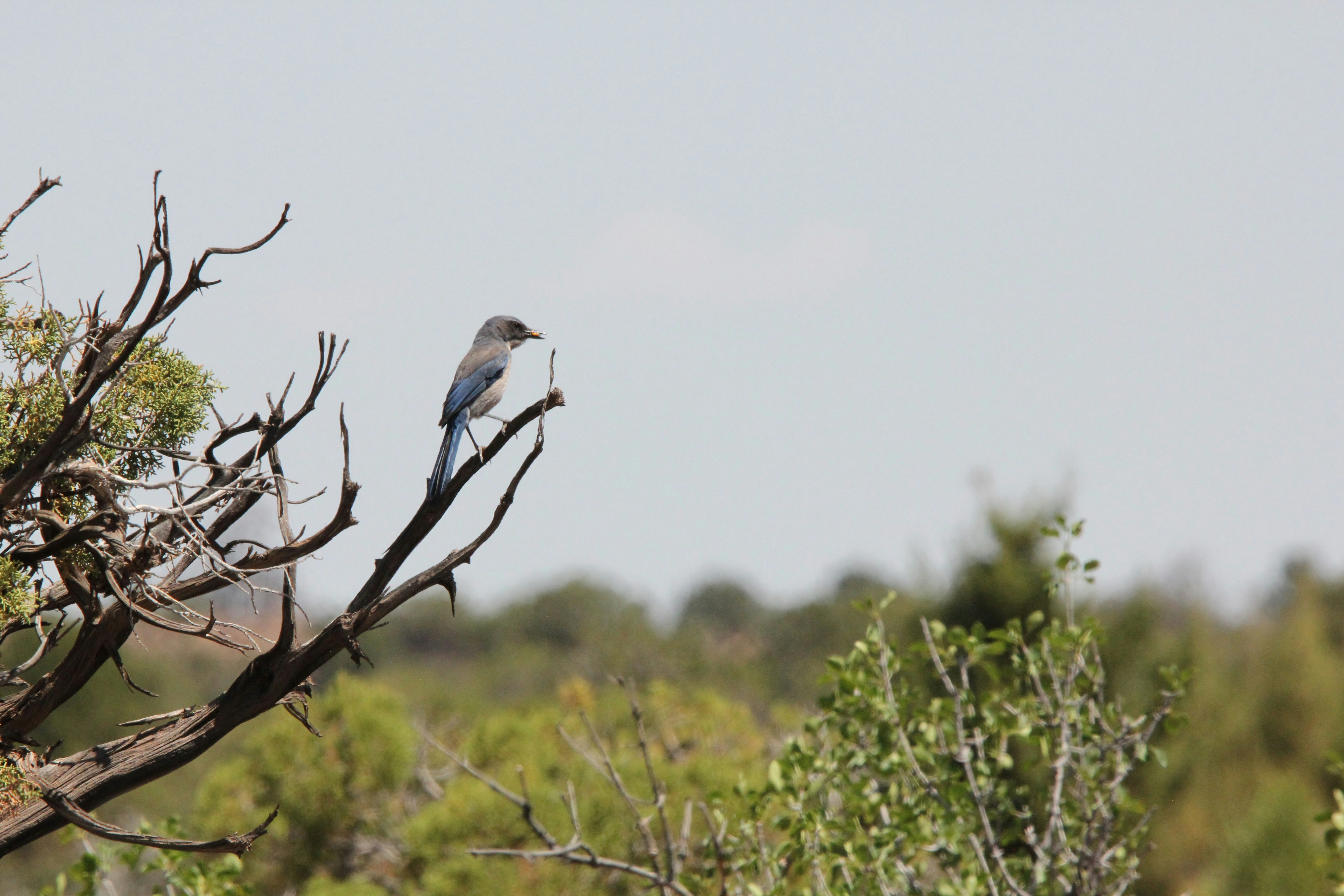 A Woodhouse's Scrub Jay resting atop a branch.