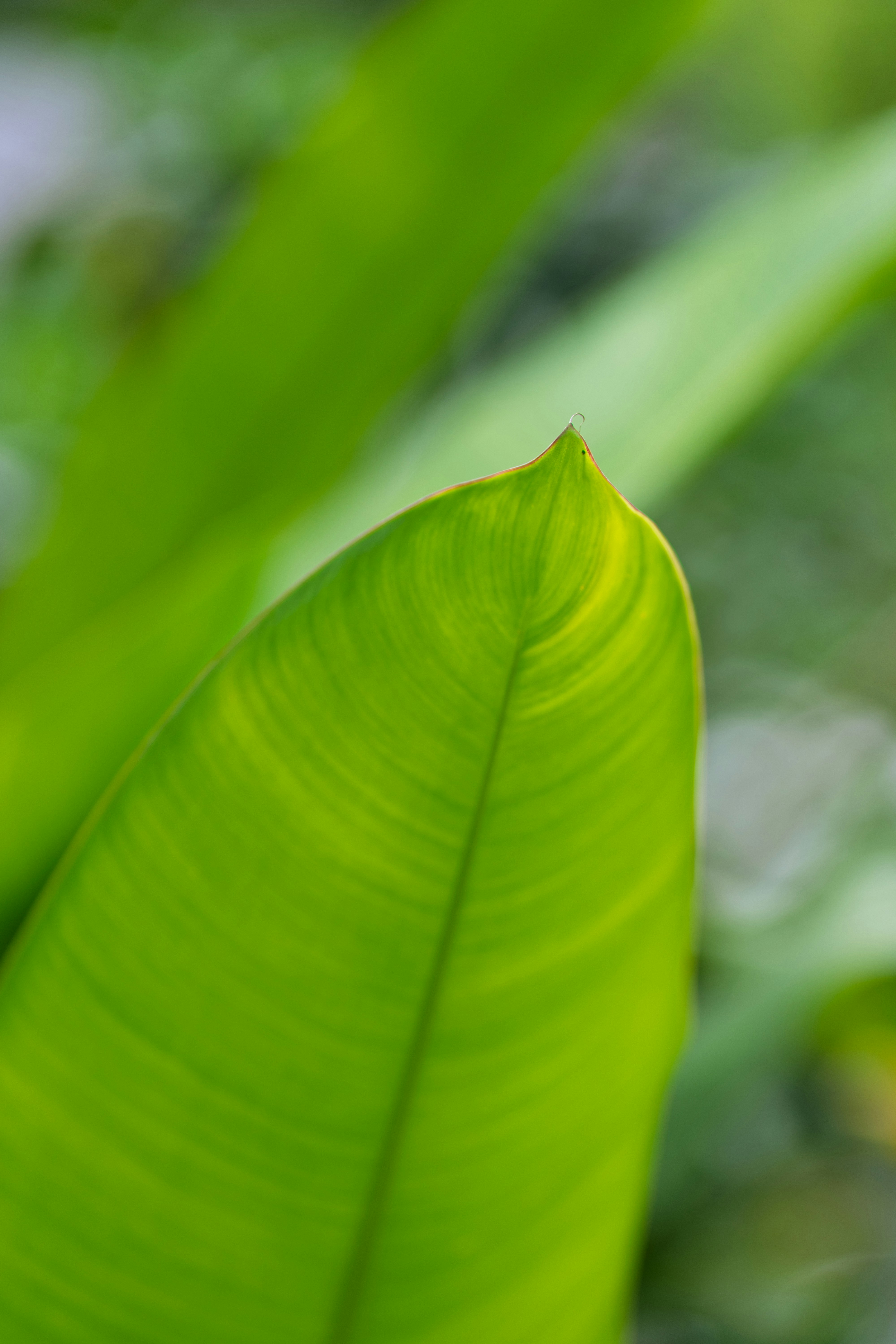 A close-up of a lush, green leaf. photo – Free Green leaf Image on Unsplash