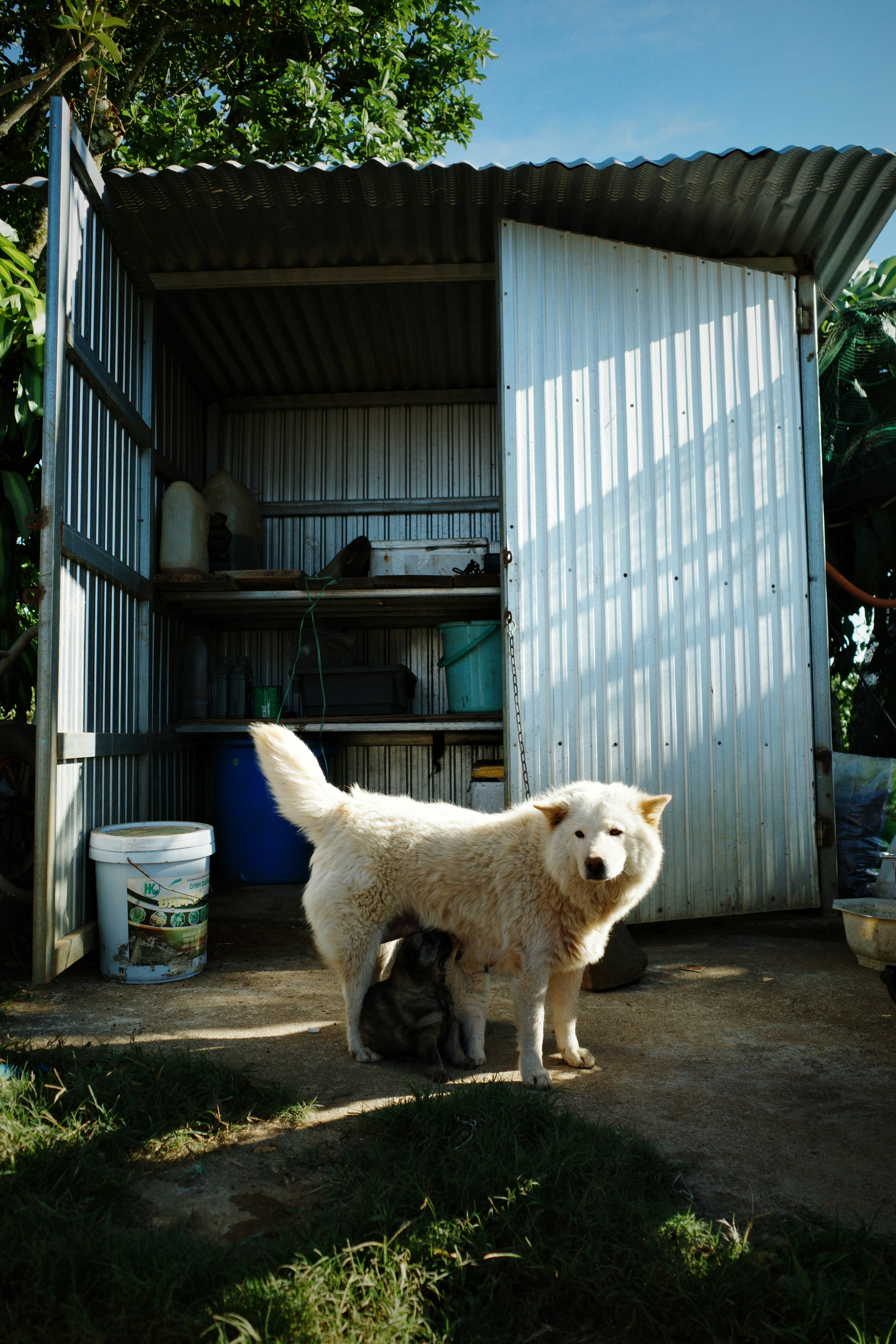 Harmony in the Homestead: A Canine Companion's Vigil