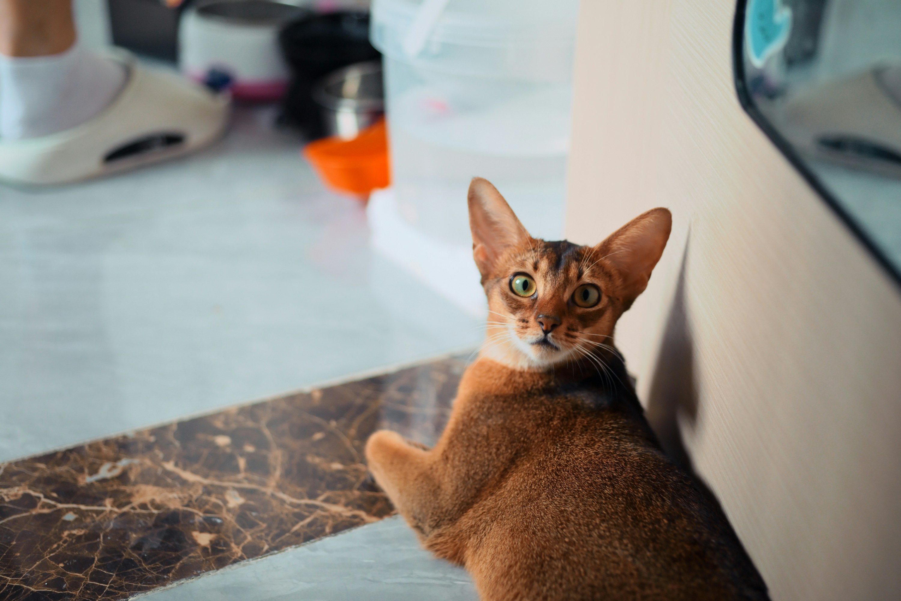 Curious Cat at the Threshold of a Quiet Room