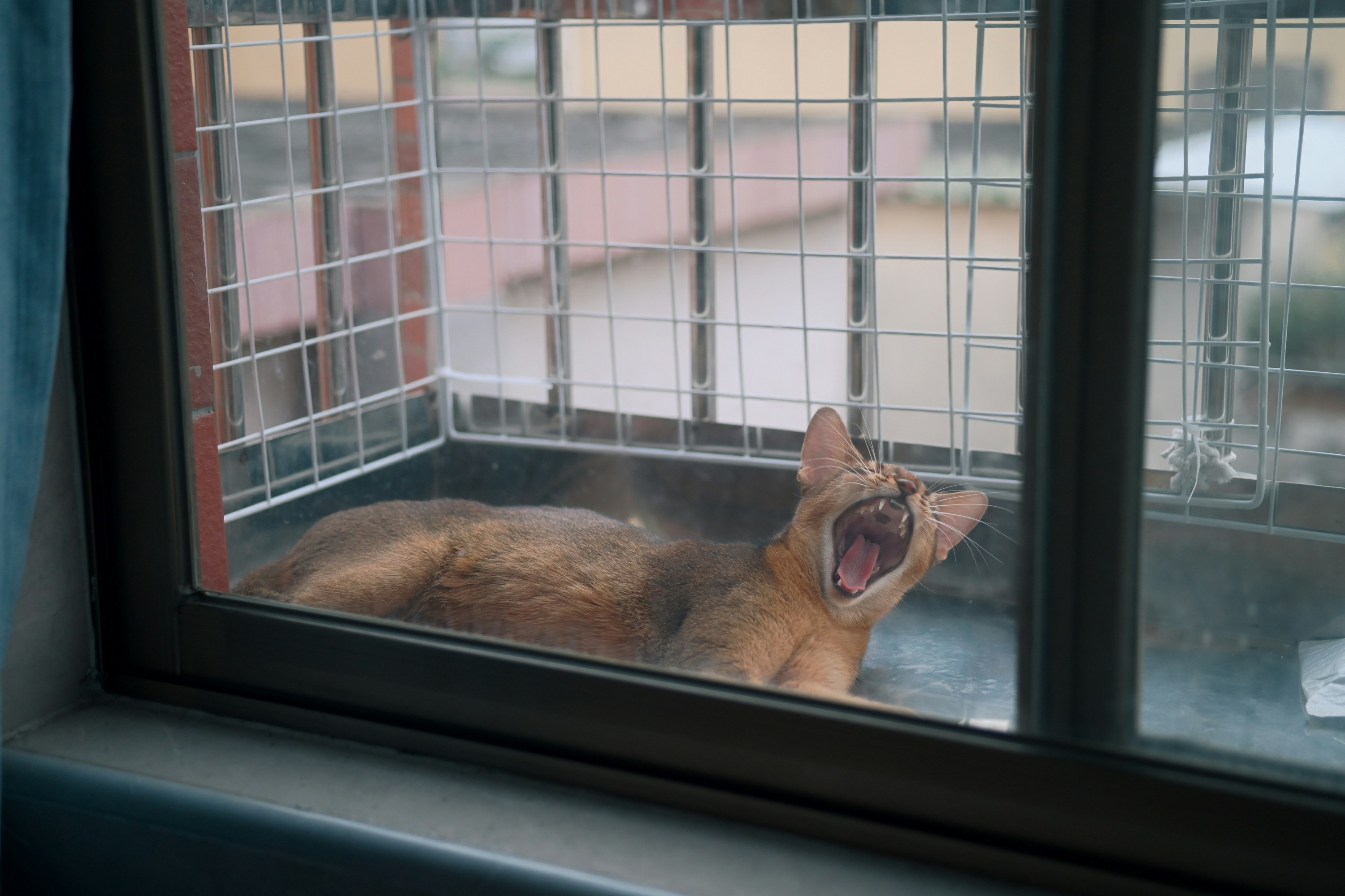 Whiskered Serenade: A Feline's Morning Stretch