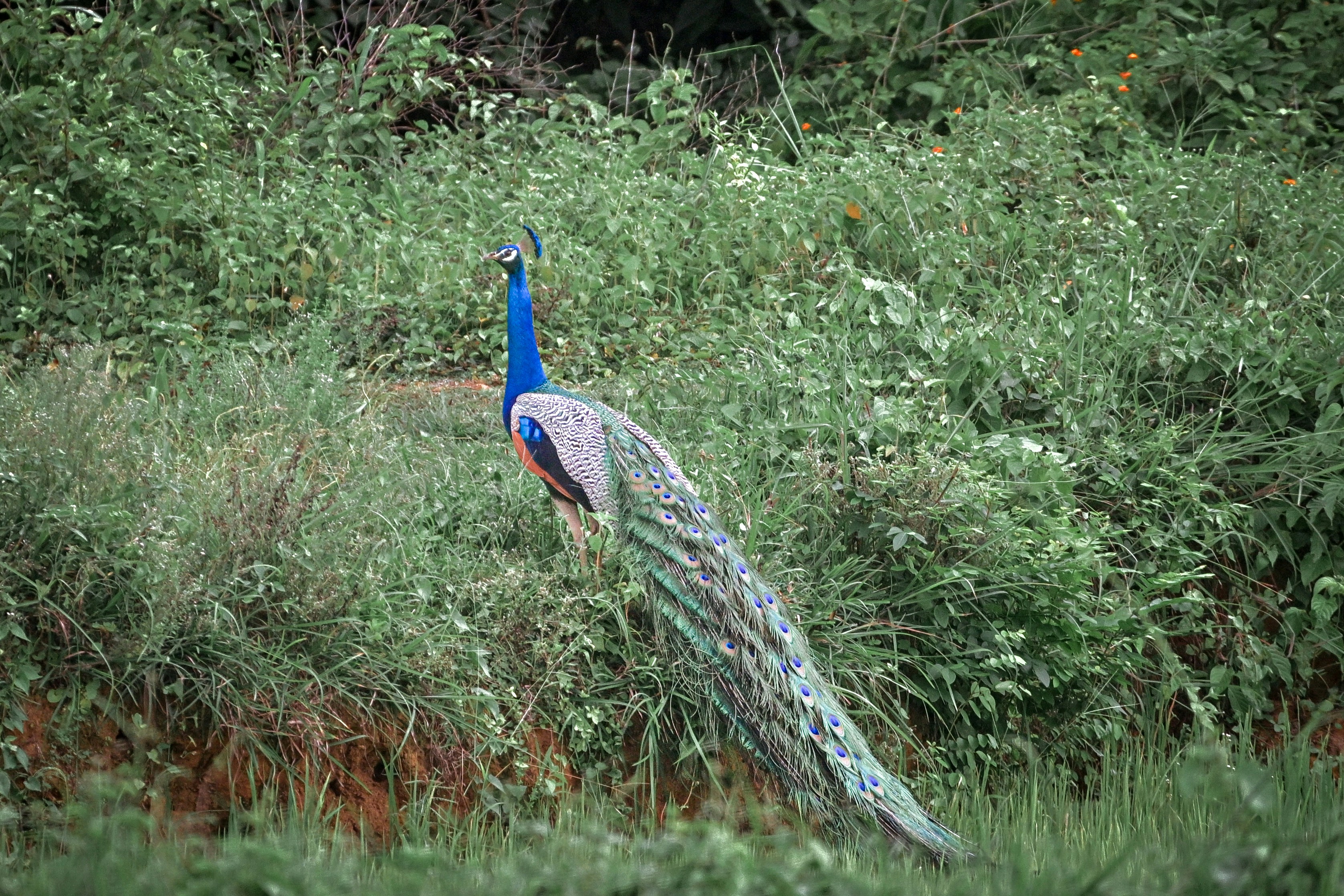 Peacock showing its beautiful feathers in a green backdrop