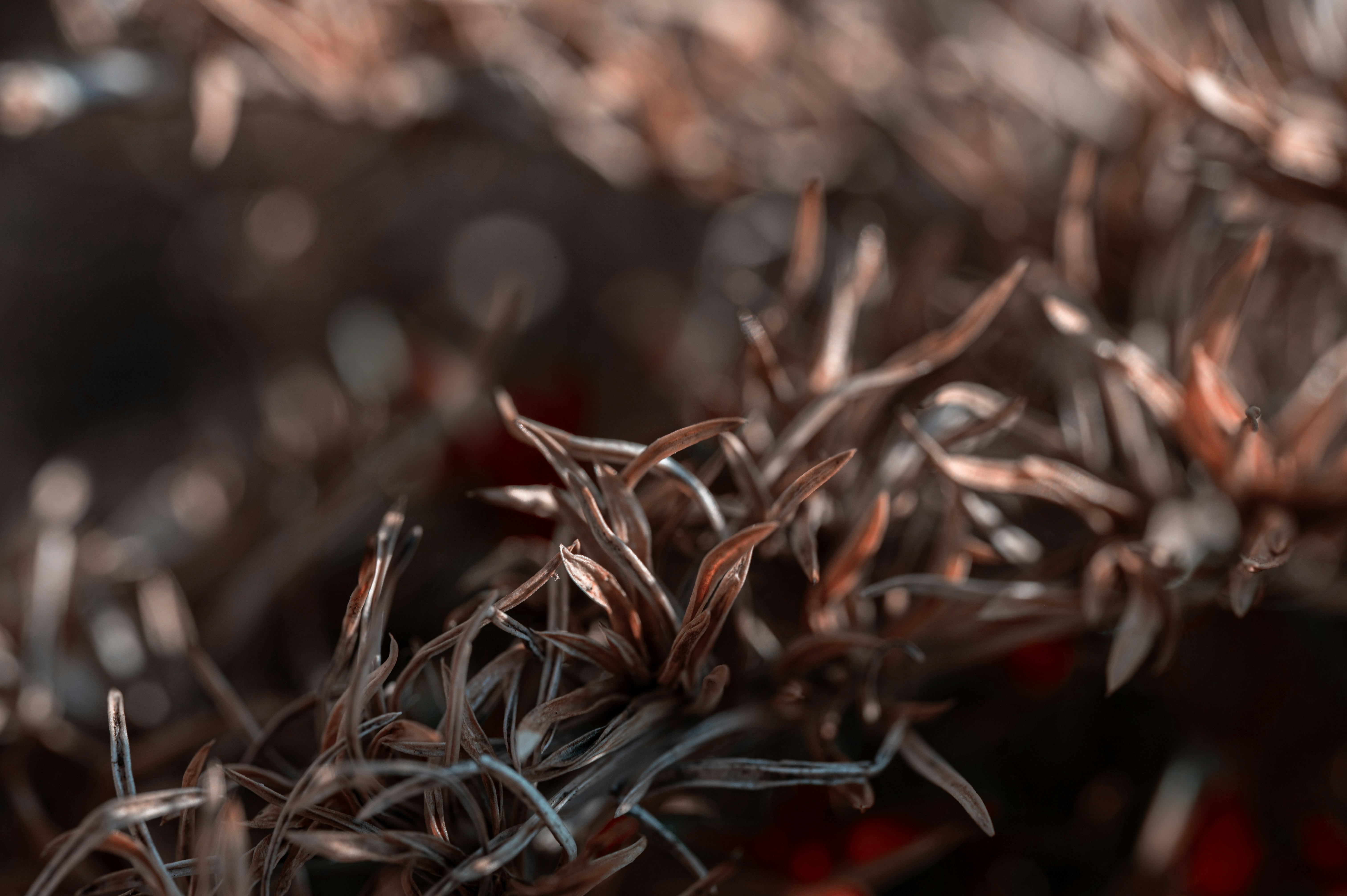 Velvet Shadows and Burnished Spines: A Macro Close-Up