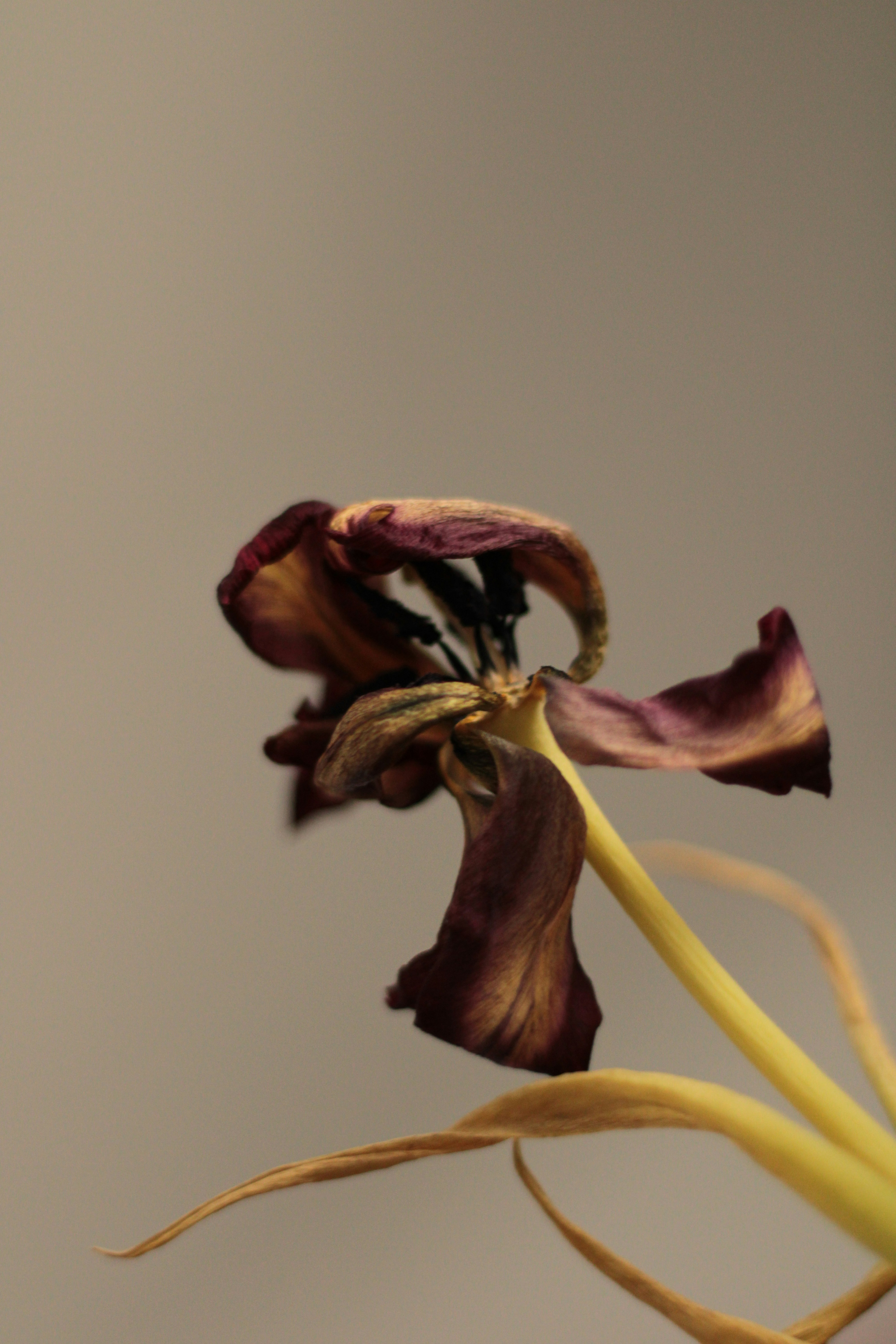 Wilted Bloom in a Quiet Gray Backdrop
