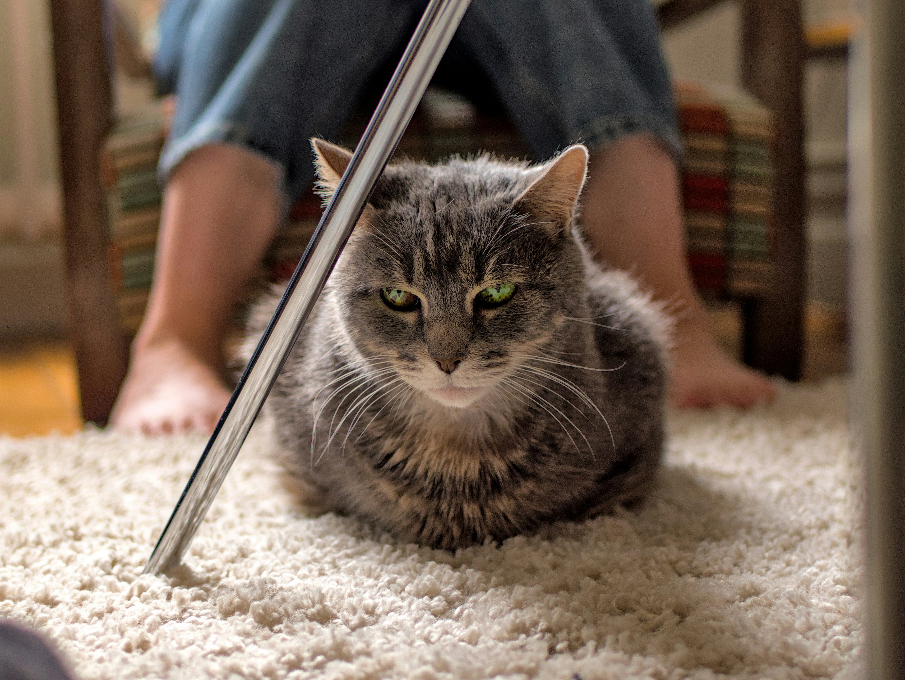 shot of a cat under a table, giving the camera an intense gaze with its deep green eyes | A cat lounges under a table.