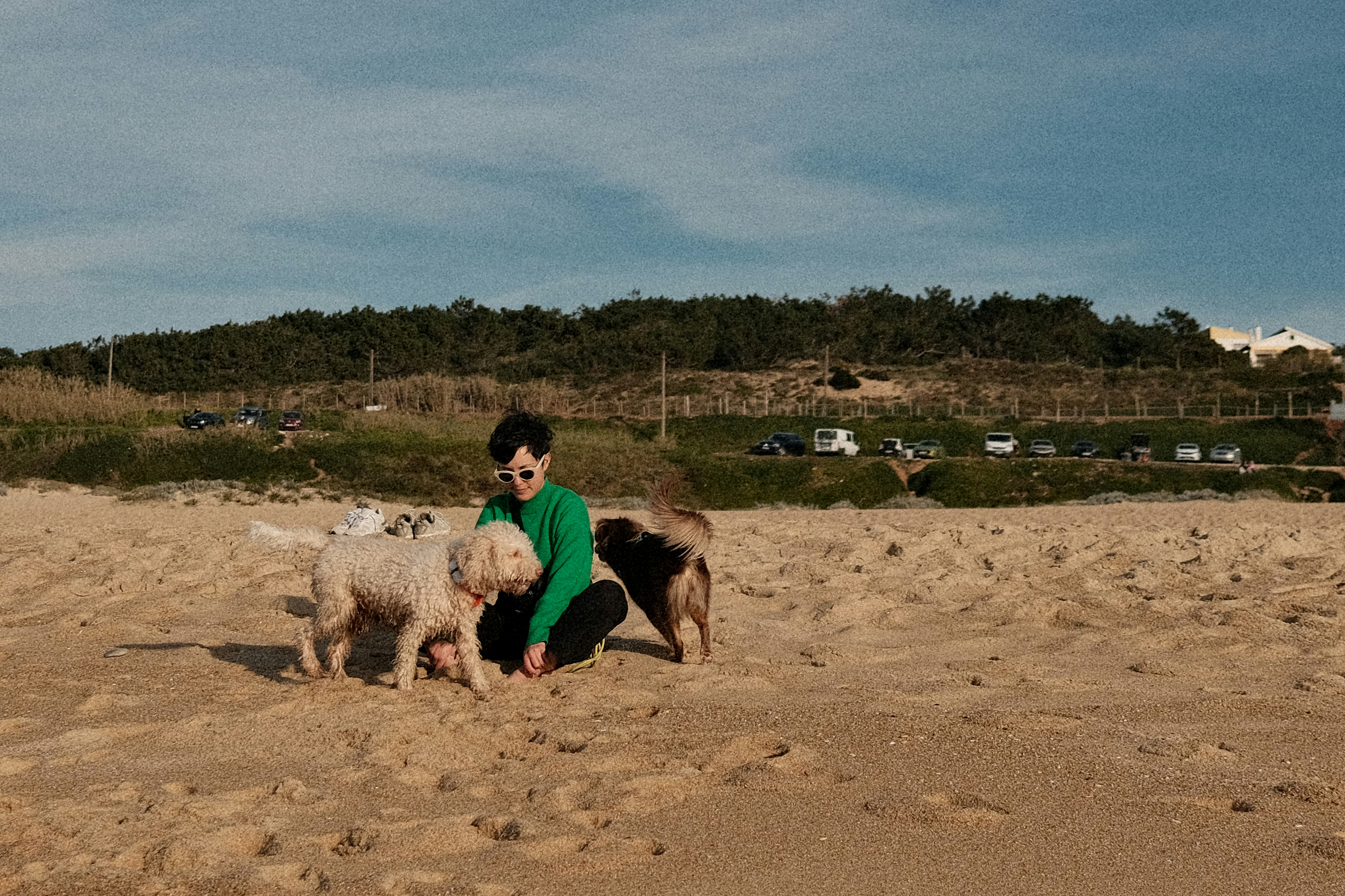 Green-sweater moment: a boy and two dogs on a sunlit beach