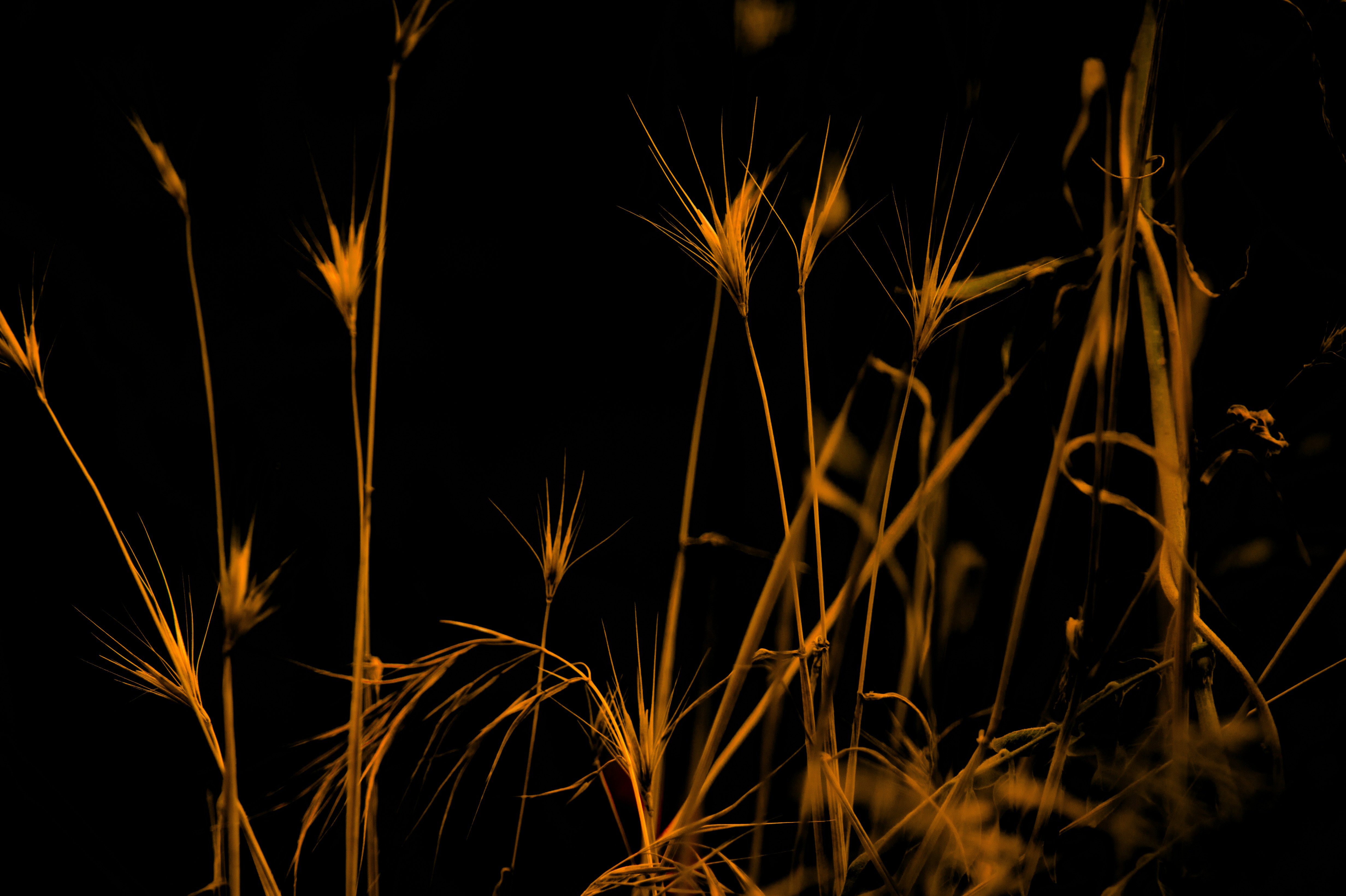 Whispers of the Night: Golden Grass in Darkness