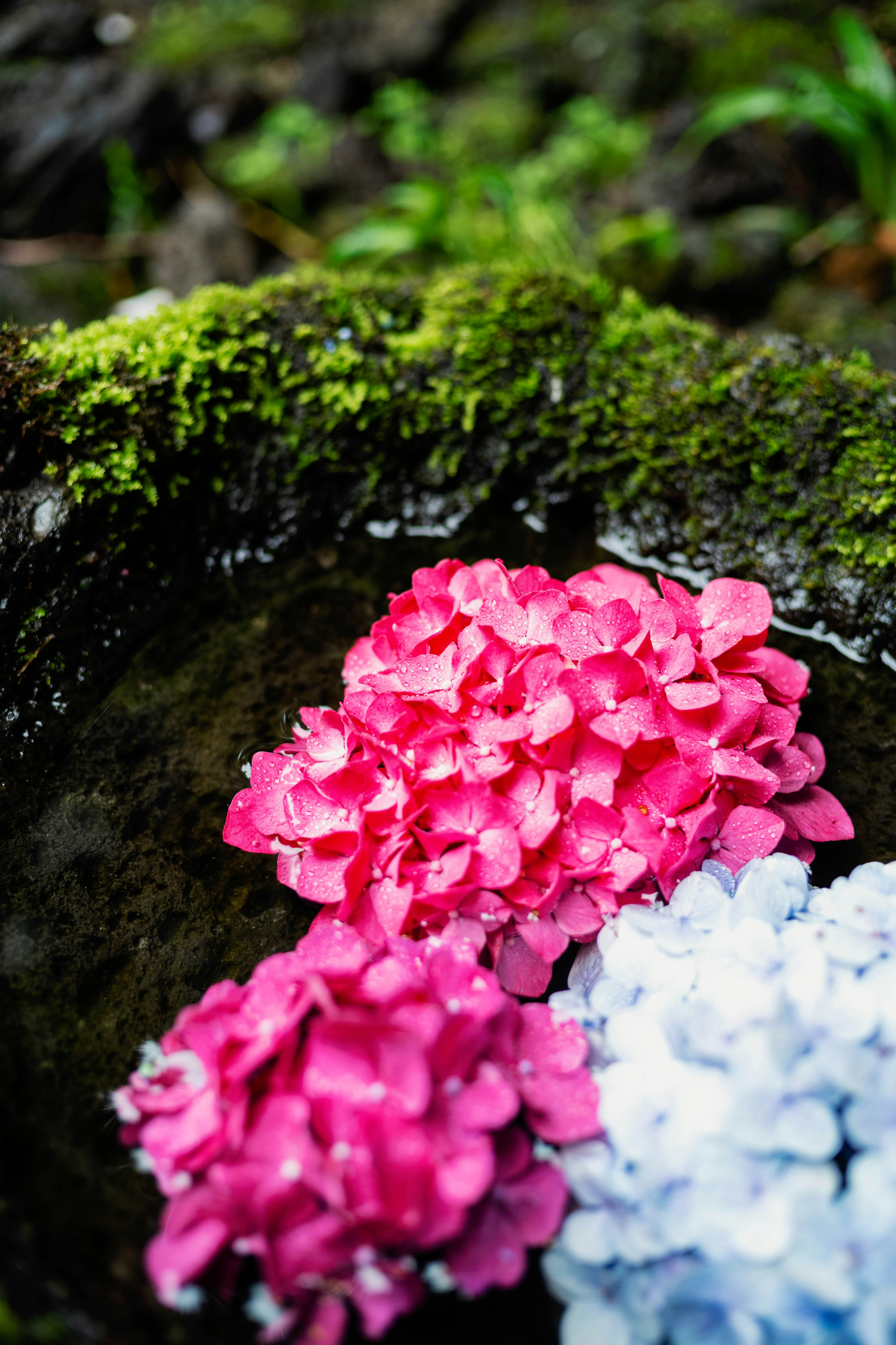Pink Hydrangea Bloom on a Mossy Rock Canvas
