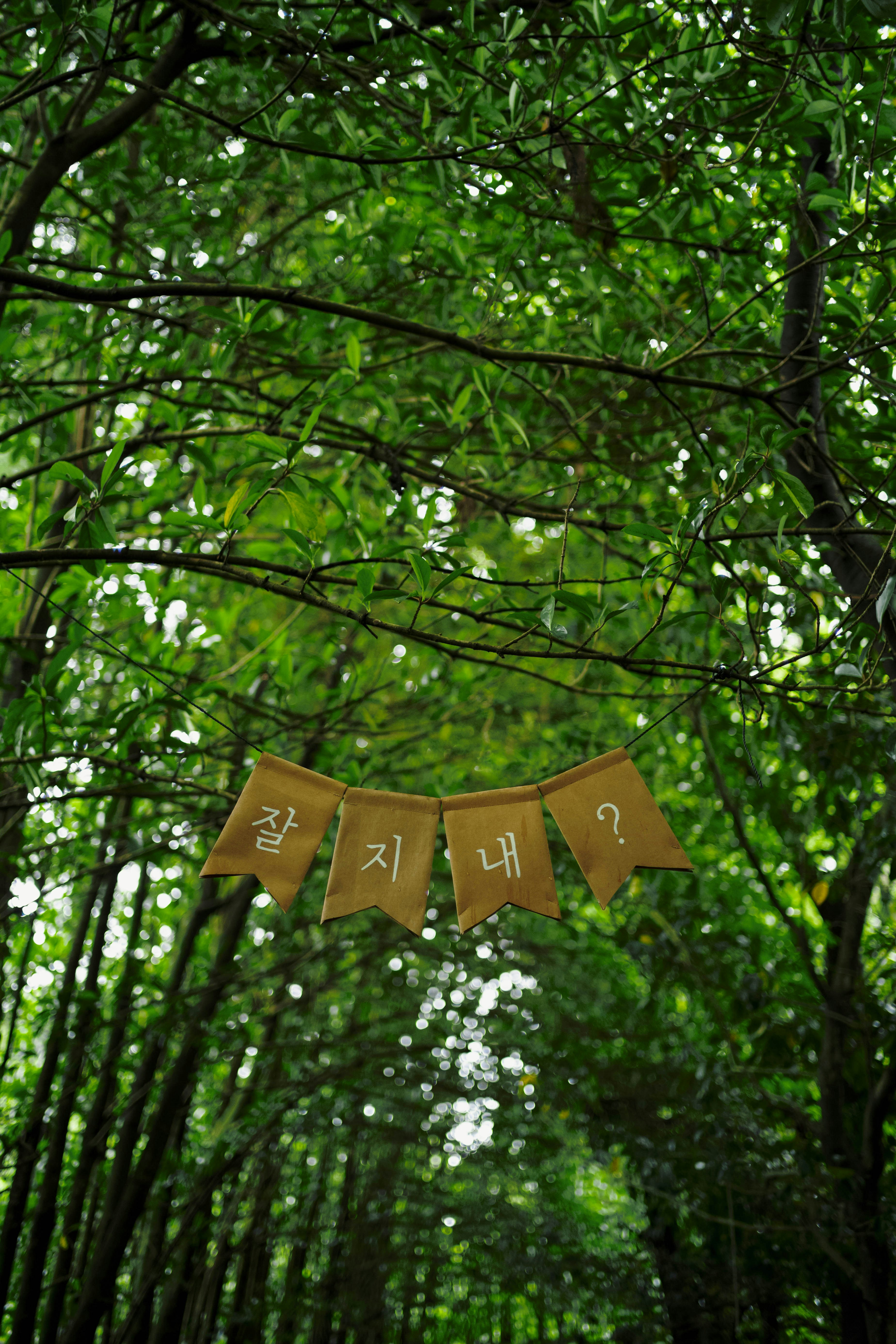Korean Greeting Banner Spanning a Sunlit Forest Canopy