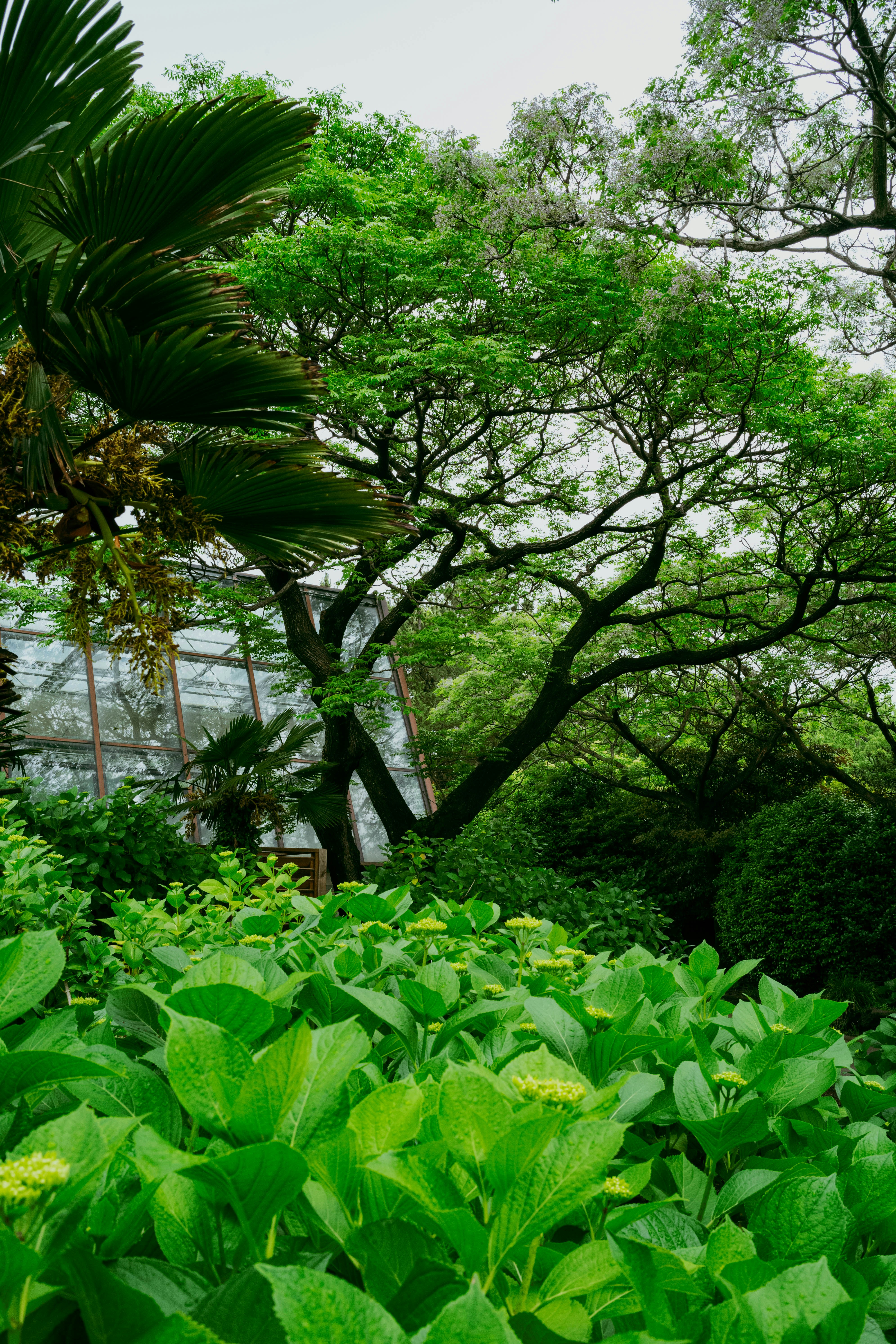 Verdant Canopy Framed by a Glasshouse Garden