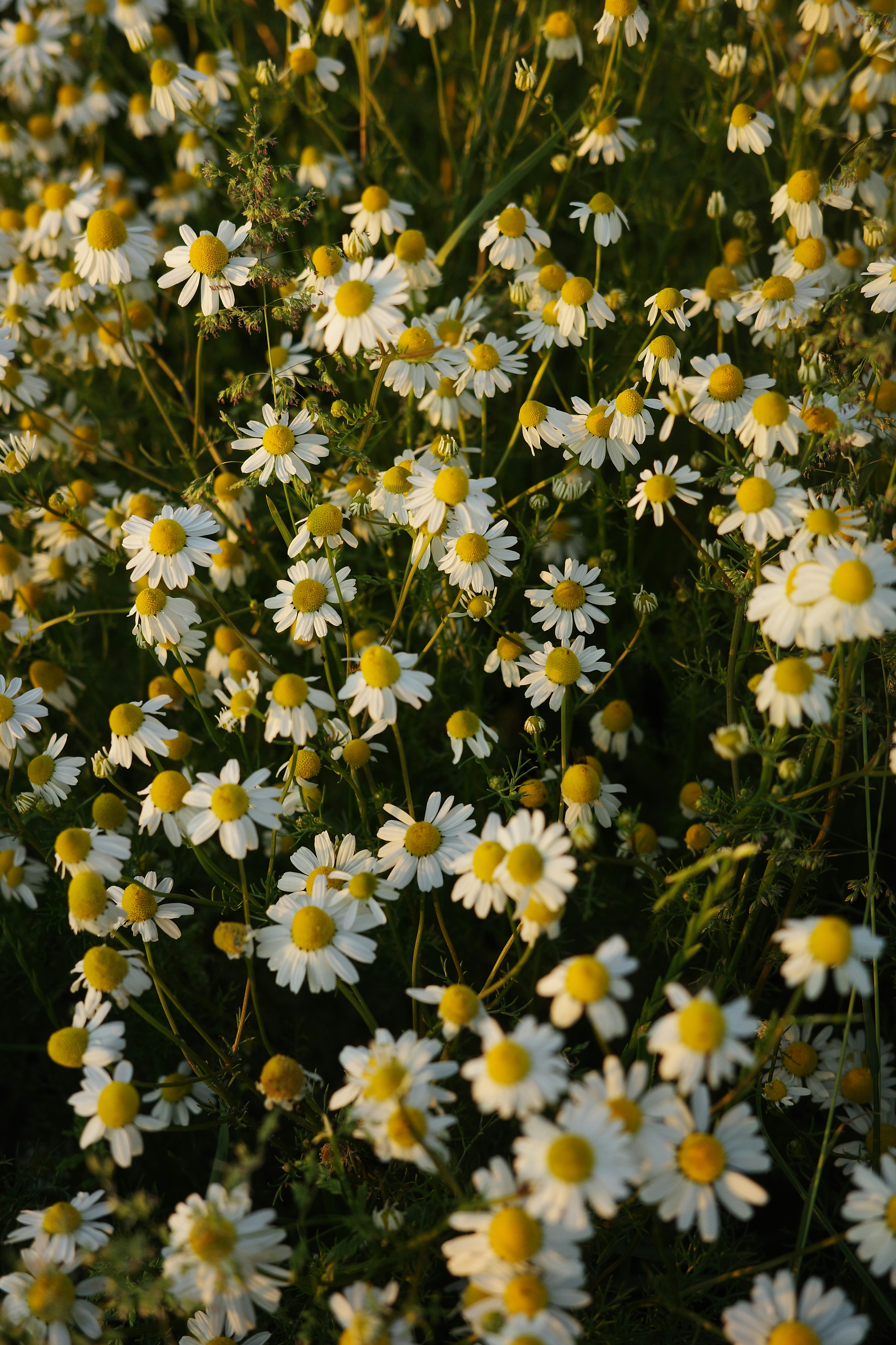 A vibrant field filled with daisies, showcasing their delicate petals and sunny centers, creating a serene atmosphere. Perfect for illustrating the beauty of nature in full bloom.