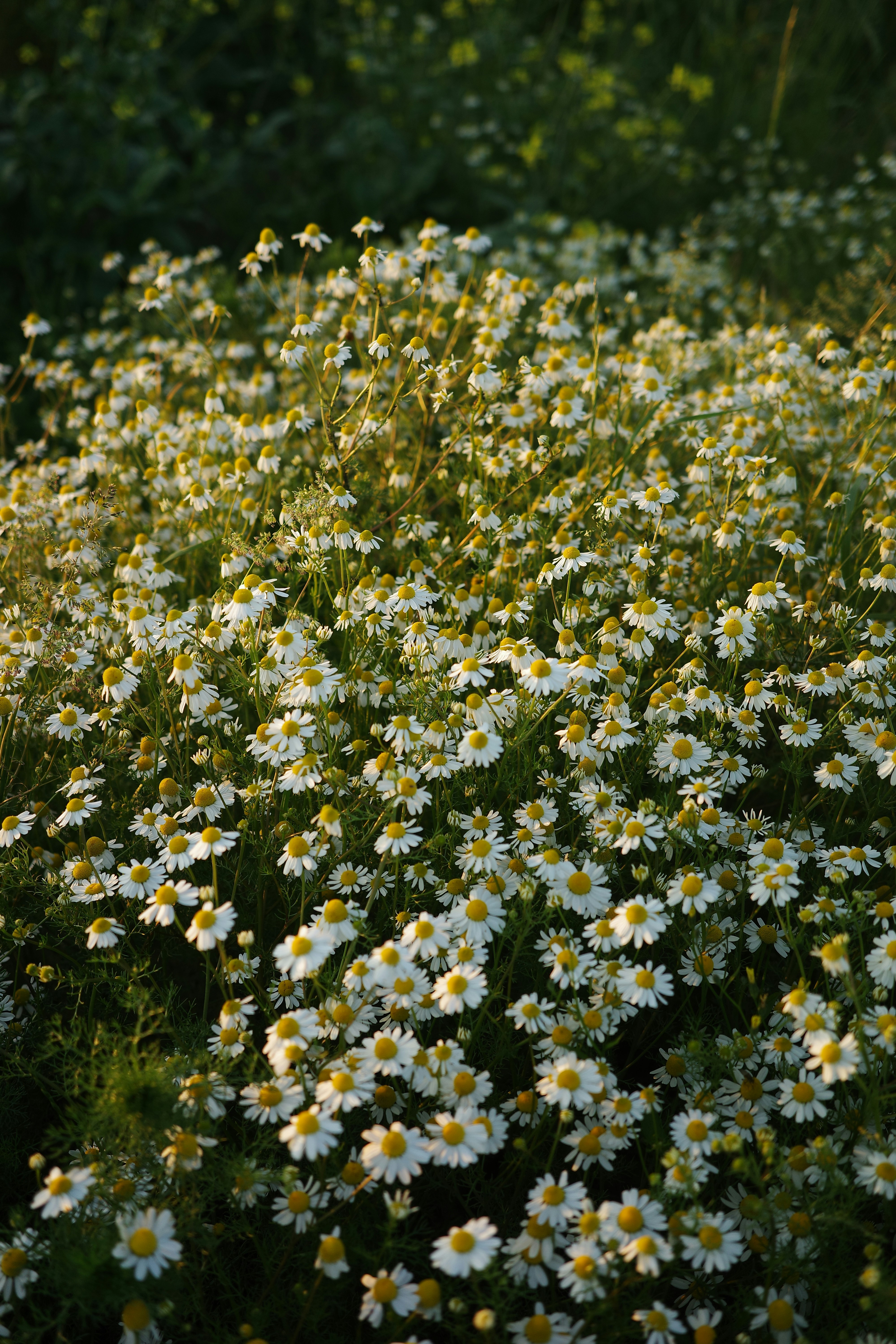 Sunlit Daisy Field: Quiet Waves of White and Gold