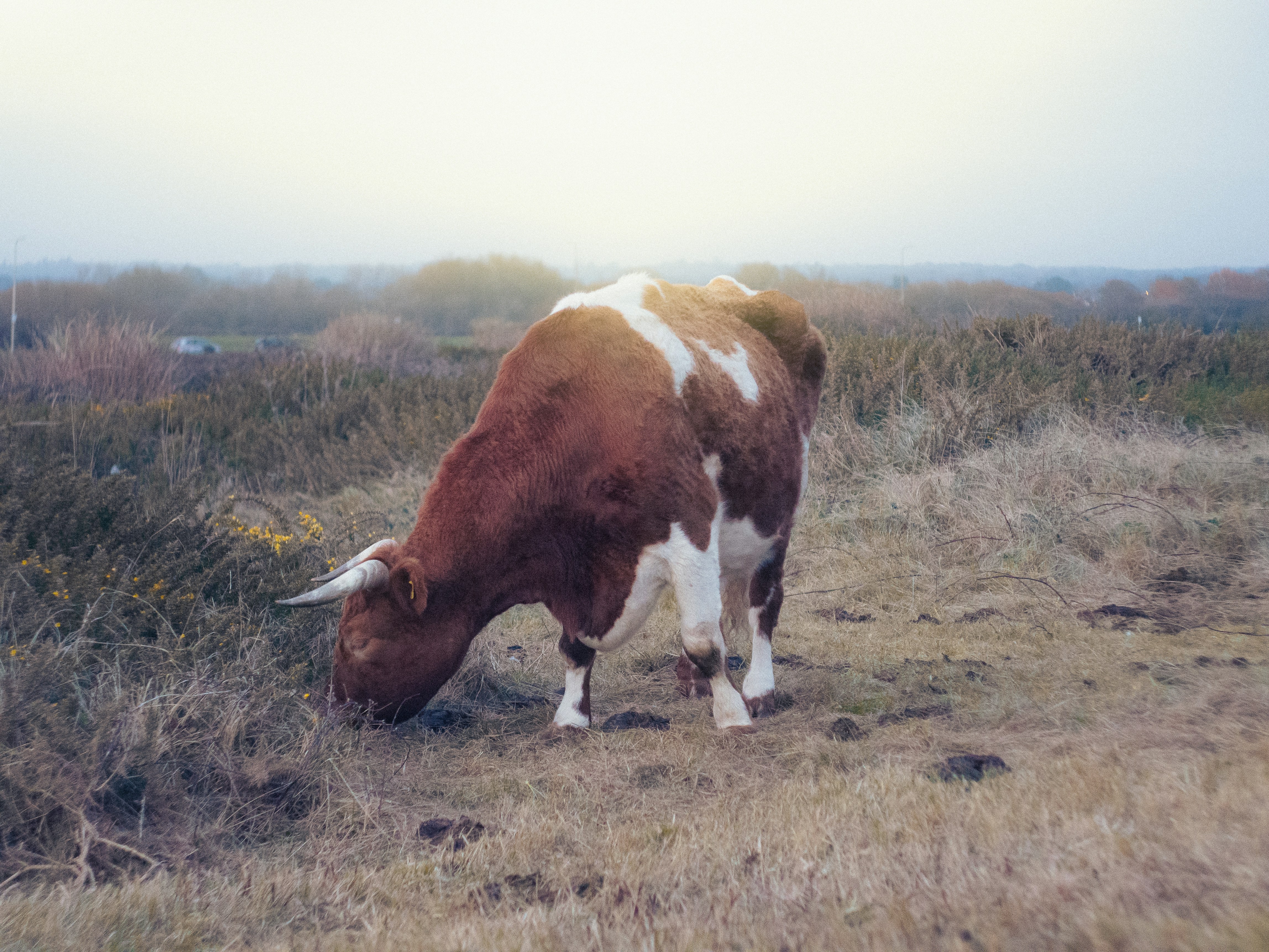 Grazing Serenity: A Moment in the Meadow