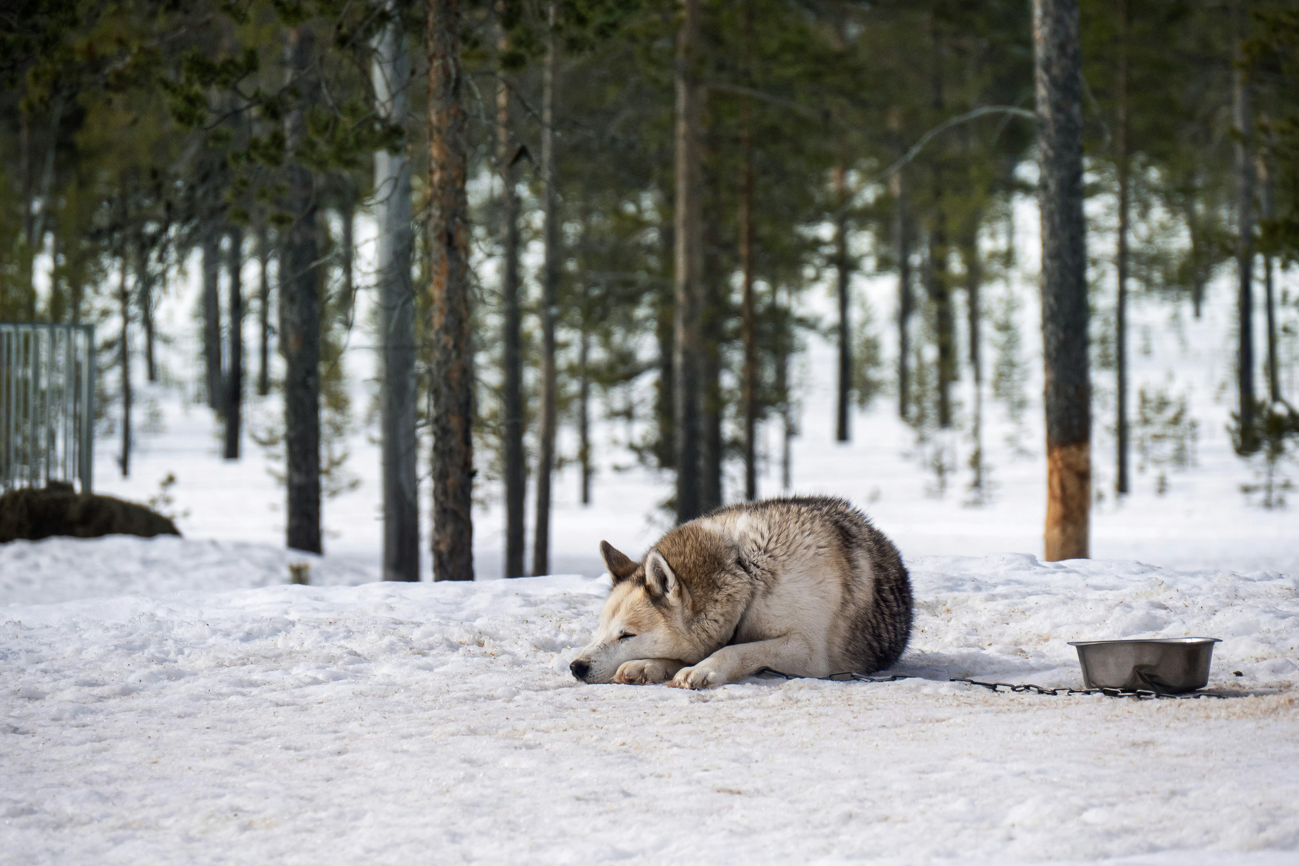 Snowbound Pause: a resting wolf amid pine silhouettes