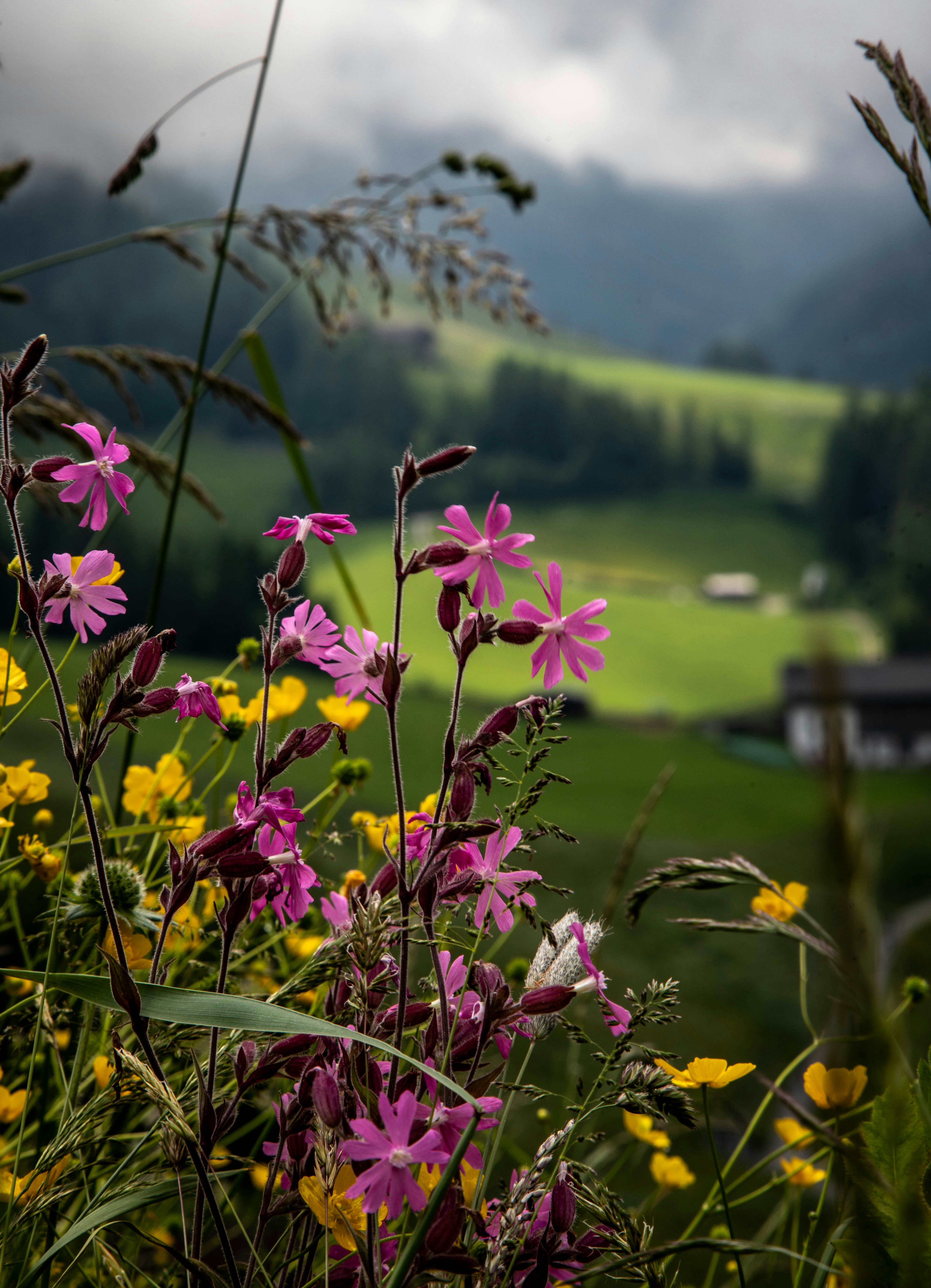 Pink Wildflowers Carve Color in a Quiet Alpine Meadow