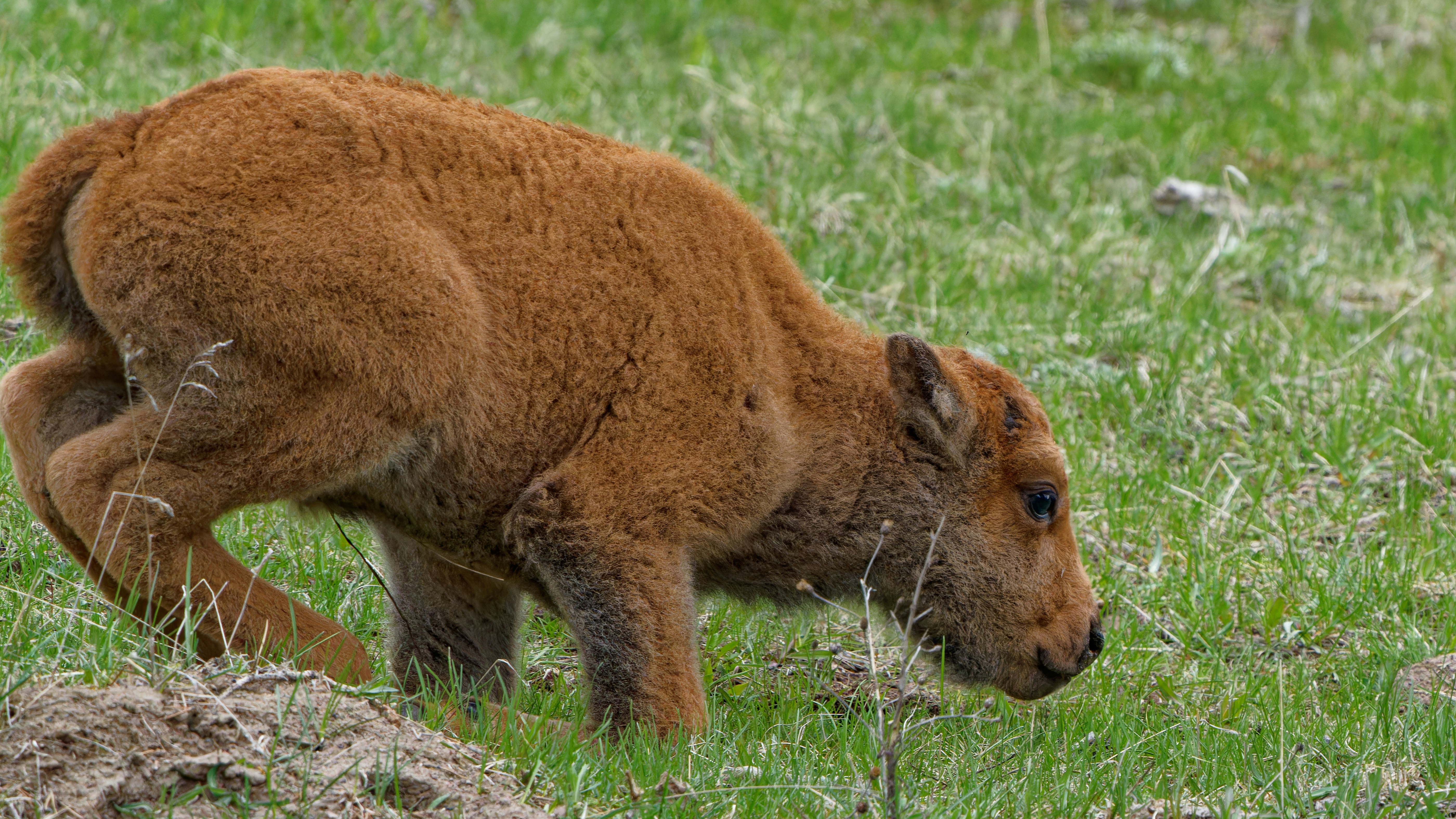 Emerging Life: A Young Bison's First Steps