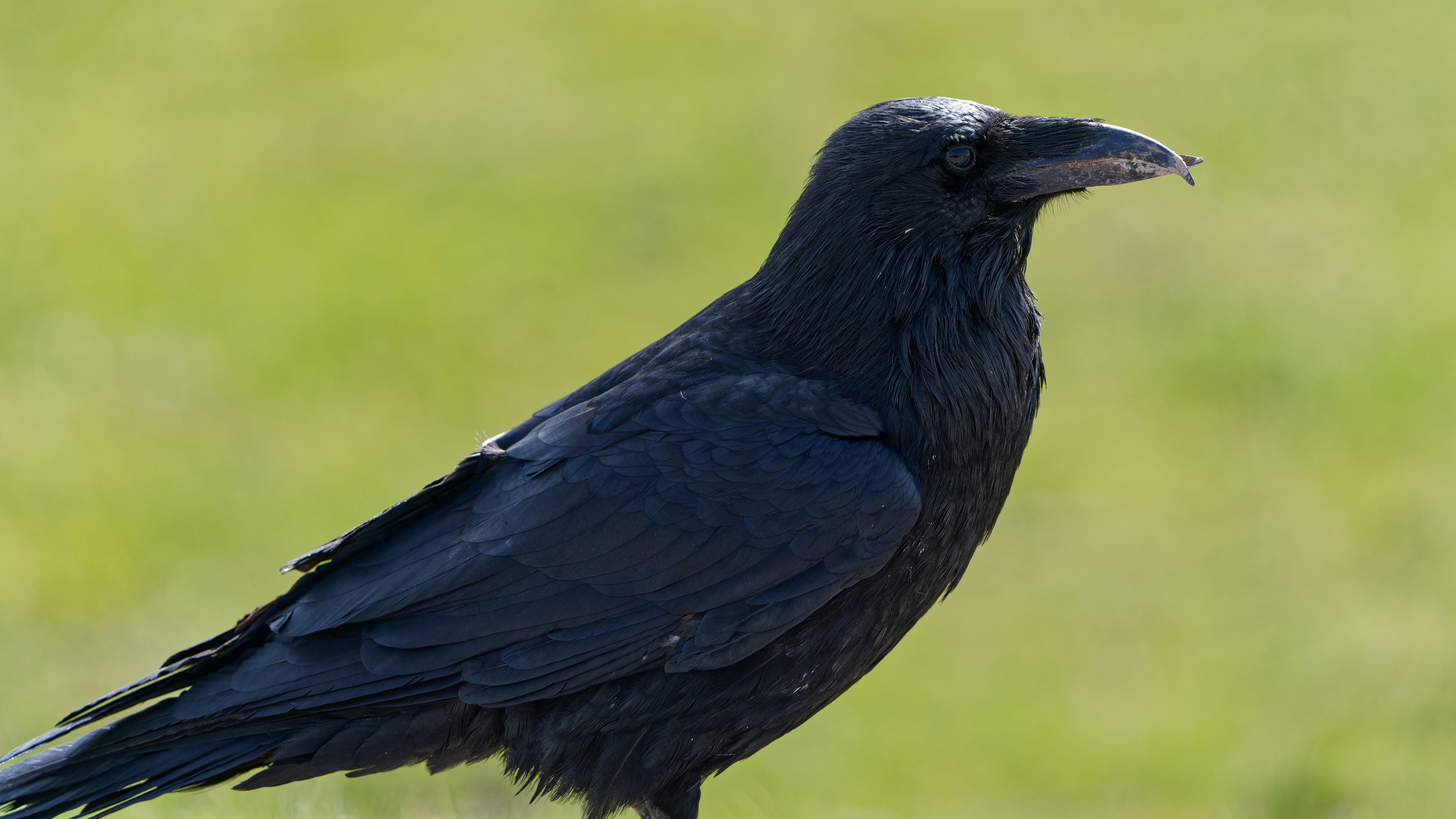 A sleek black crow stands in front of green. photo – Free Animal Image ...