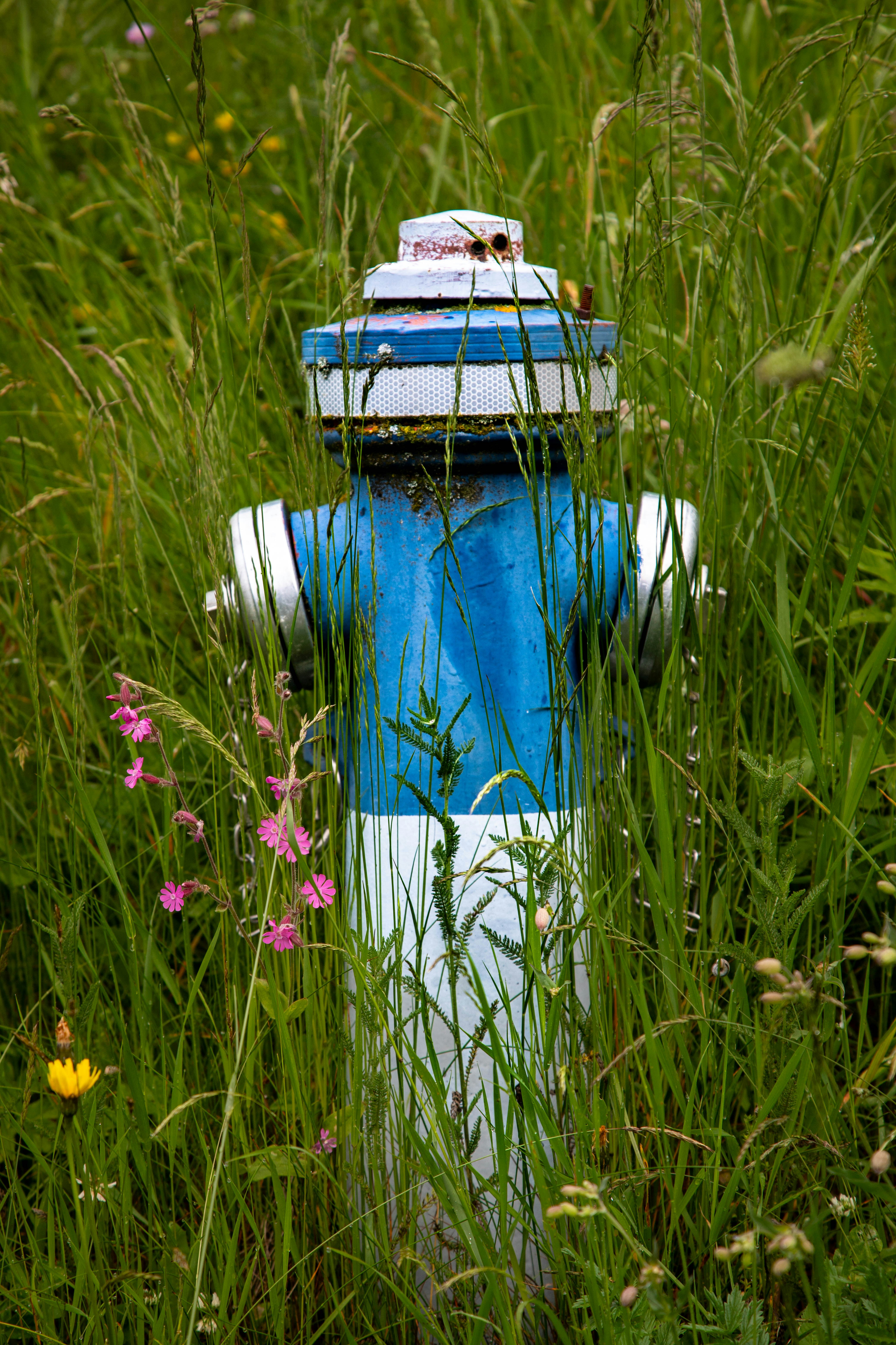 Blue water-tap sentinel rising from meadow of grasses