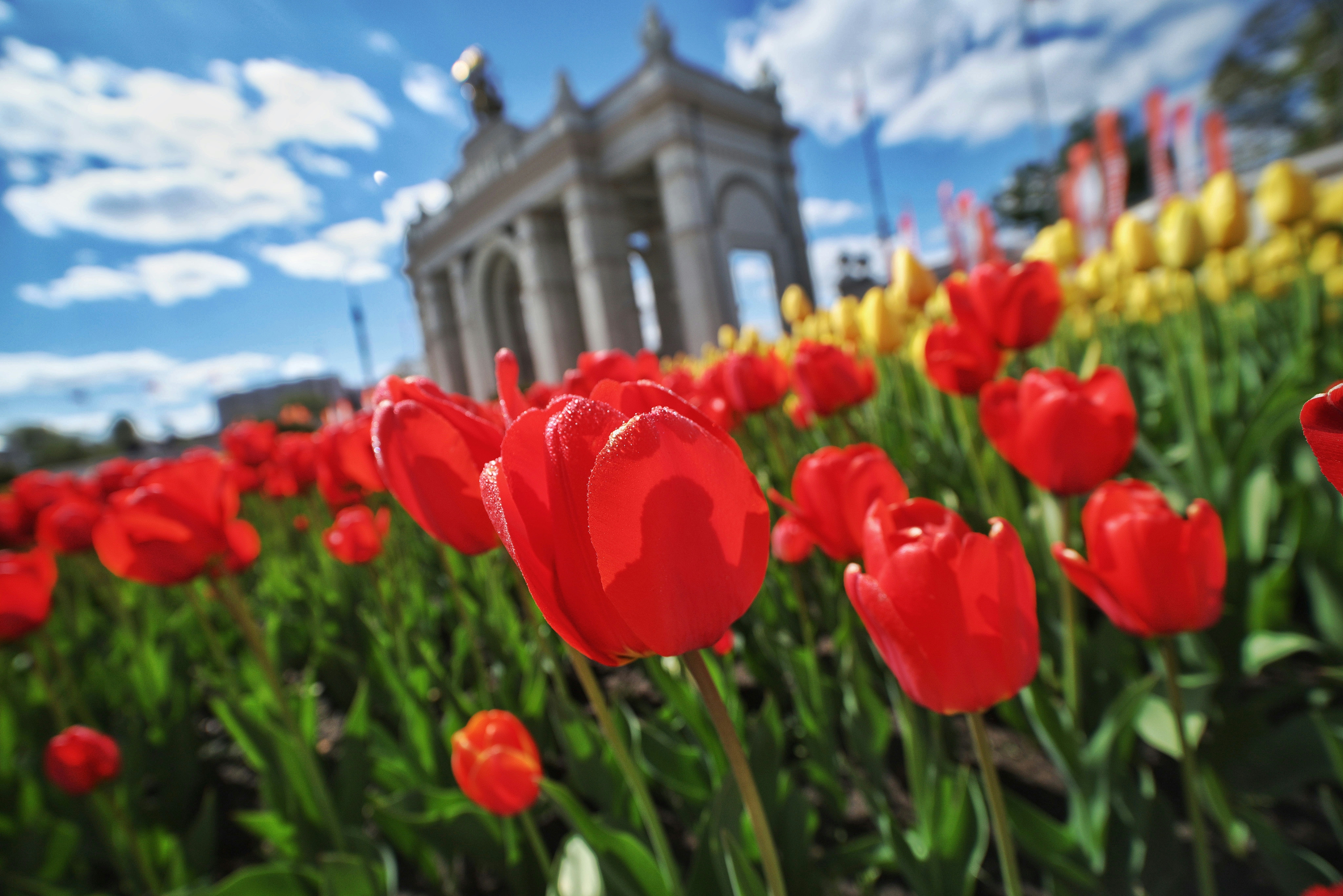 Red tulips bloom with an arch in the background.