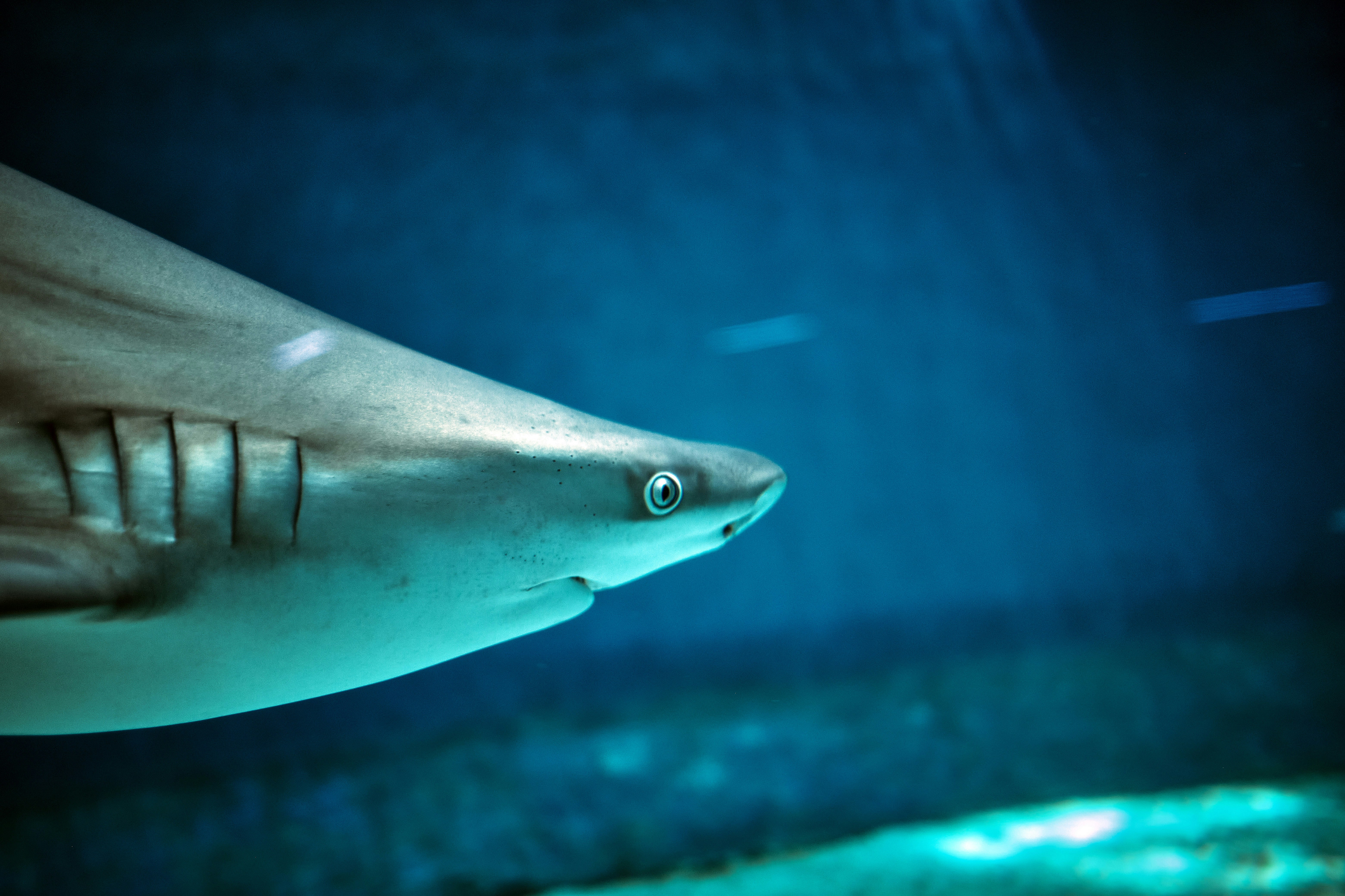 Cute Shark Pictures | Download Free Images on Unsplash