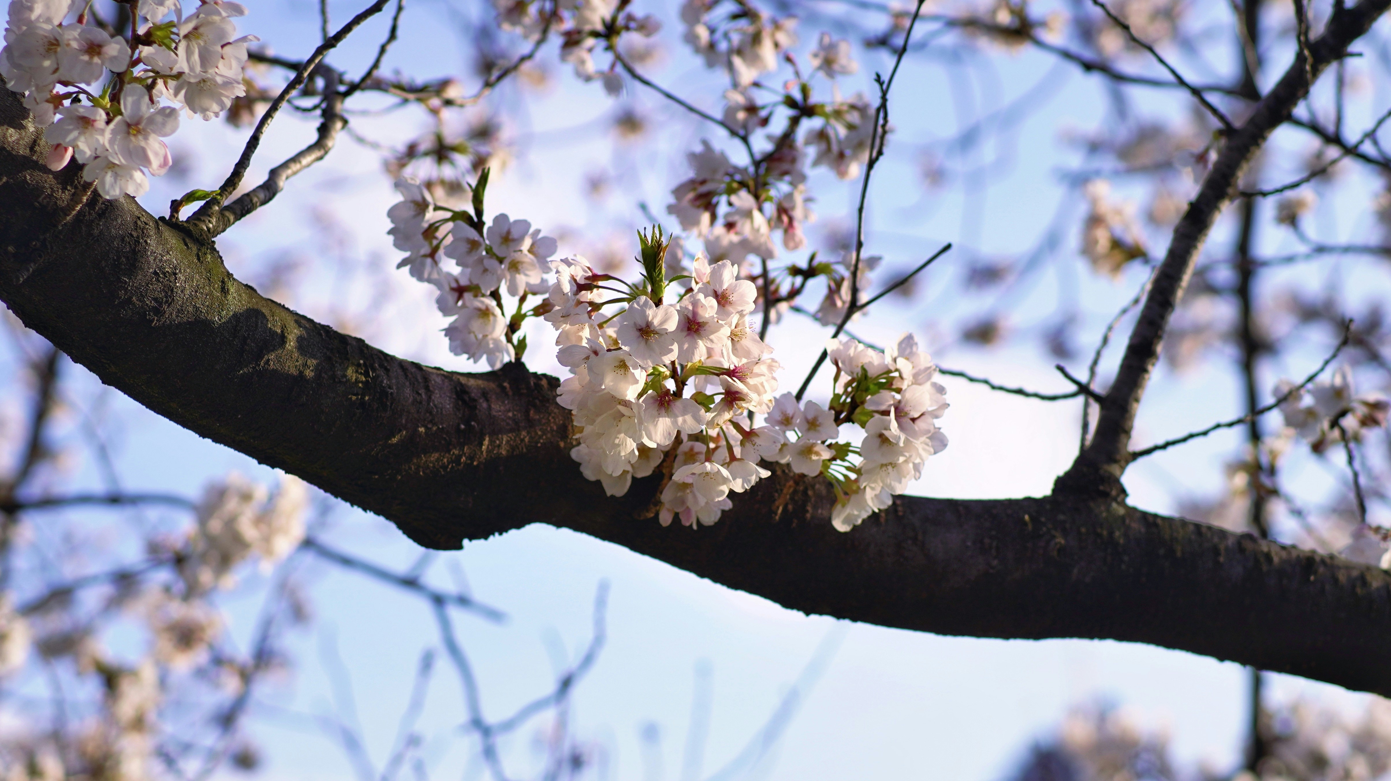 Whispers of Spring: A Cherry Blossom Embrace