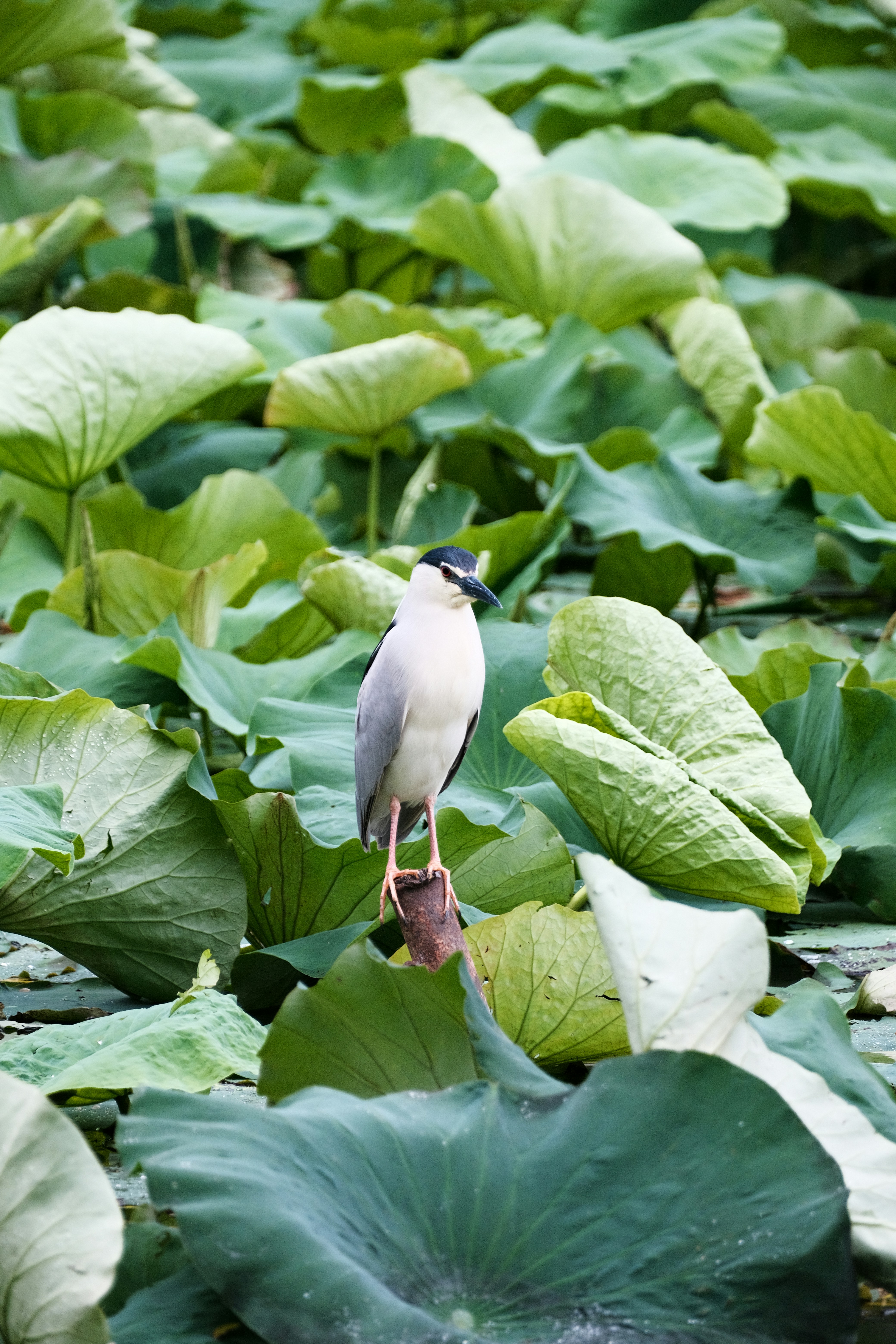 A Moment of Stillness Amidst the Green