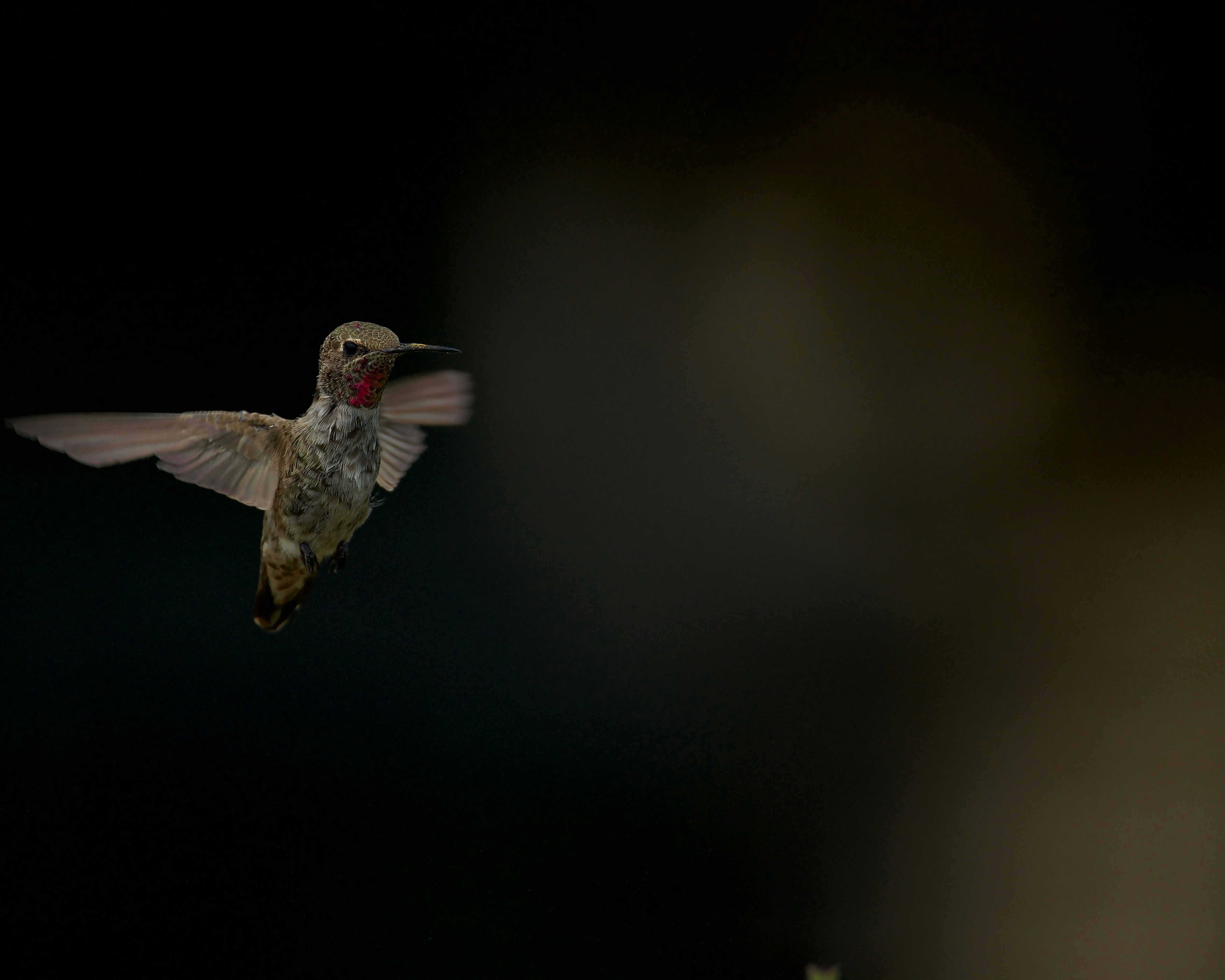 Velvet Night Hover: A Hummingbird Suspended Against a Soft, Shadowed Backdrop