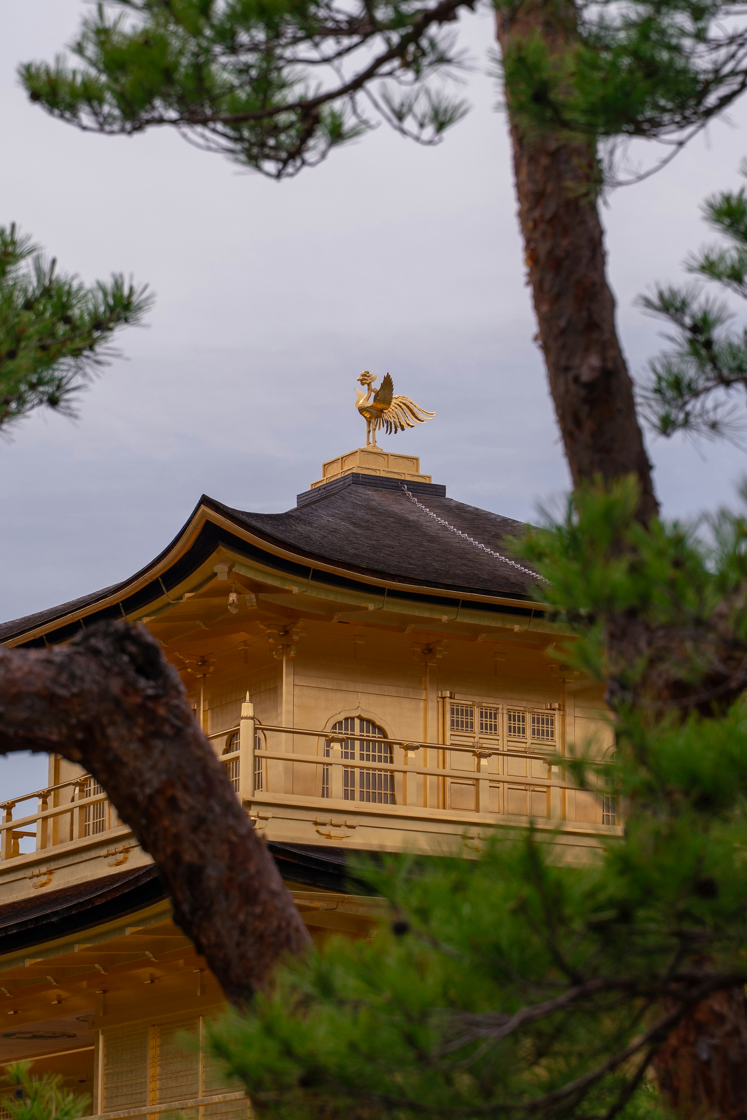 Golden Shinto Pavilion Surrounded by Pines