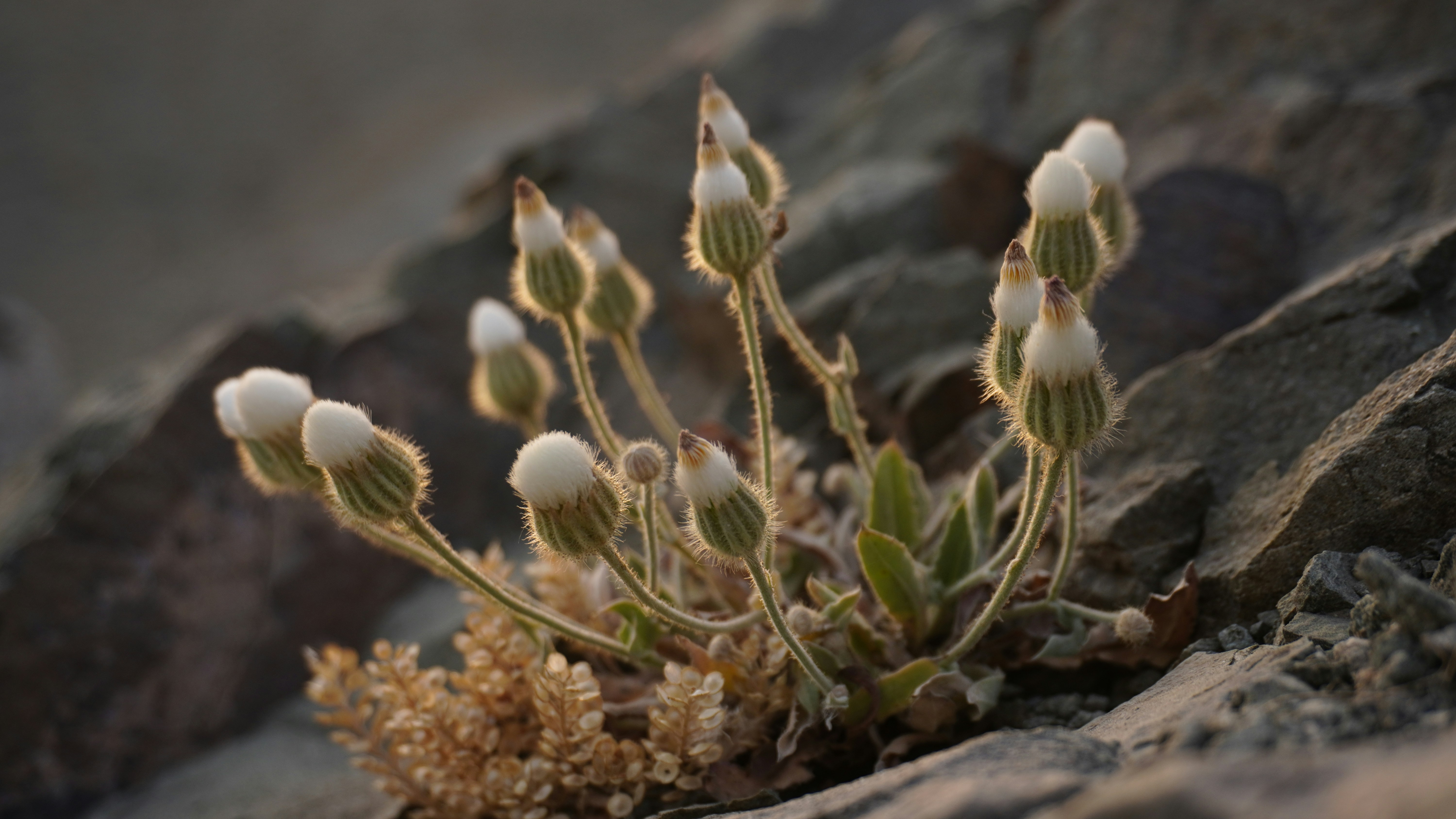 Frost-kissed Buds Rooted in Granite