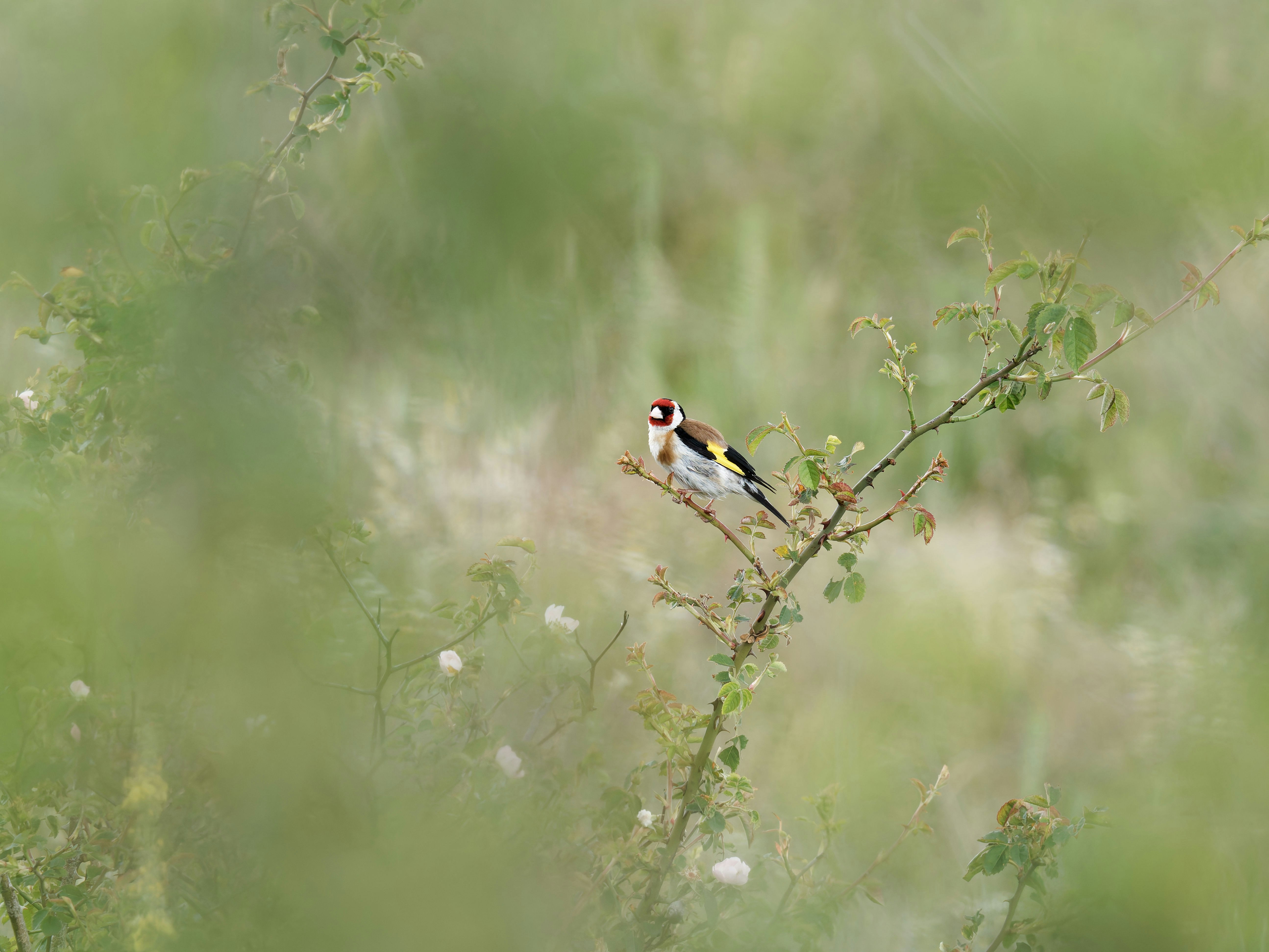 A colorful bird sits perched on a branch.
