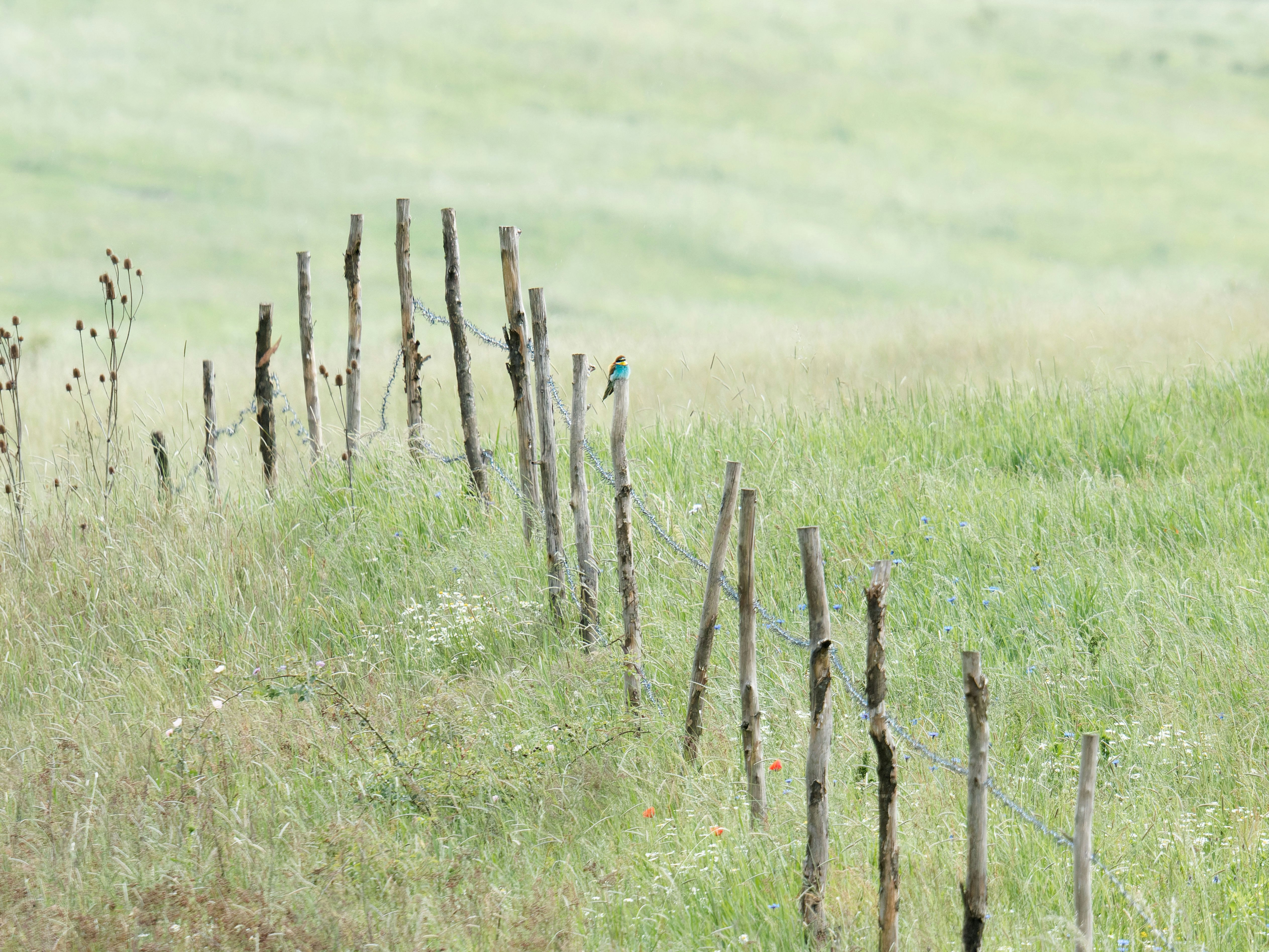An old fence runs through a grassy field.