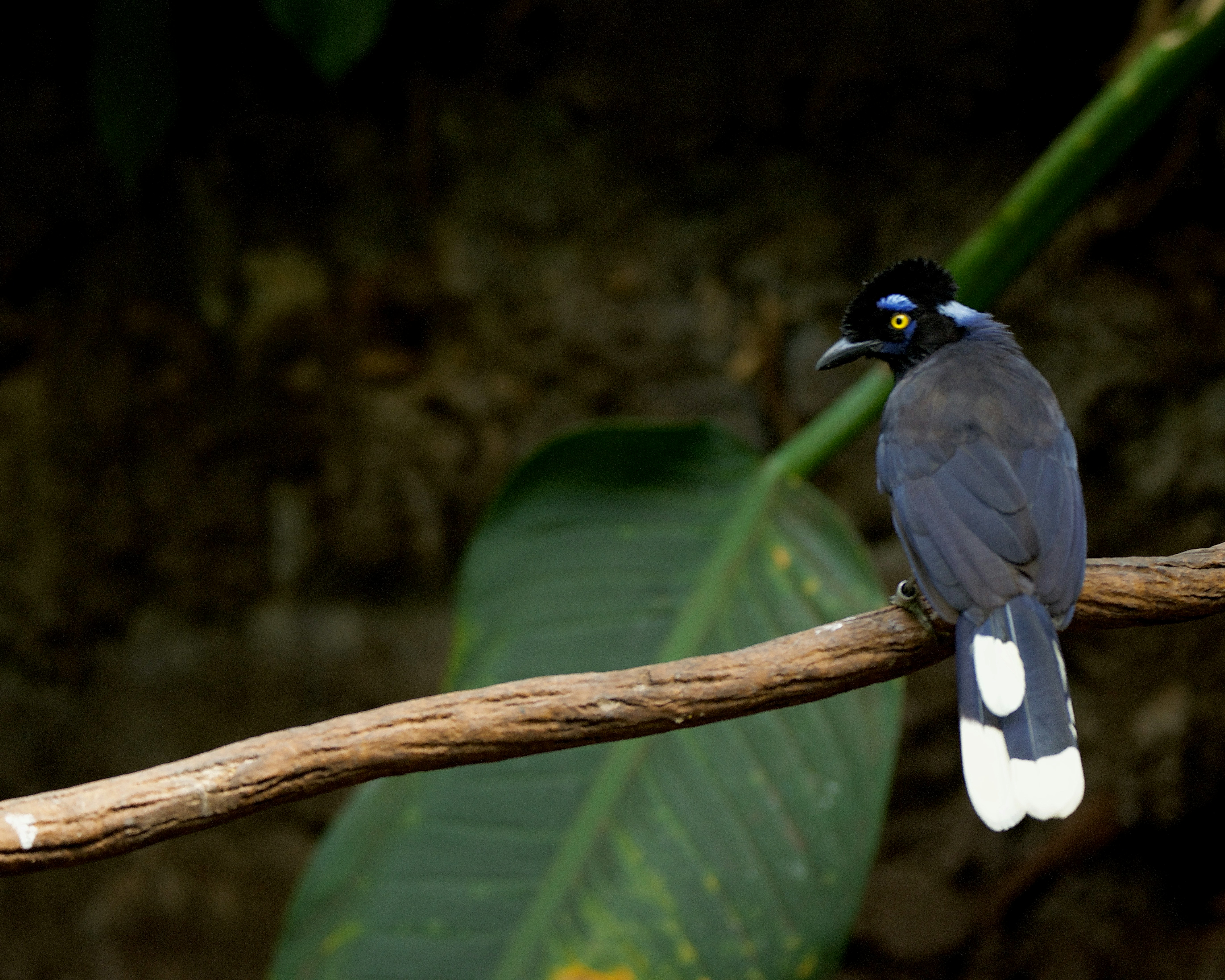 A Glimpse of Avian Elegance