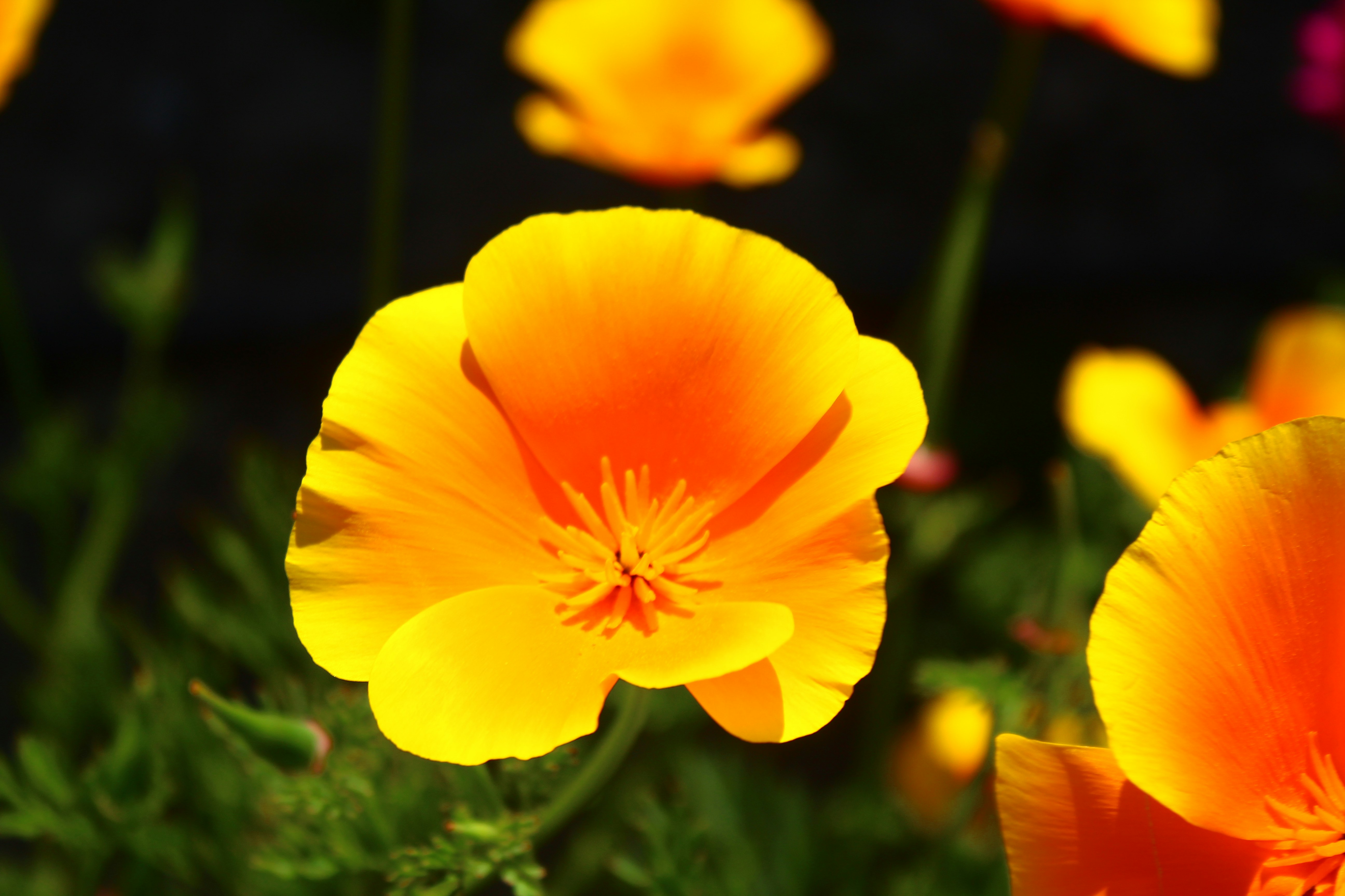 Photo by Seval Torun with Canon EOS 4000D