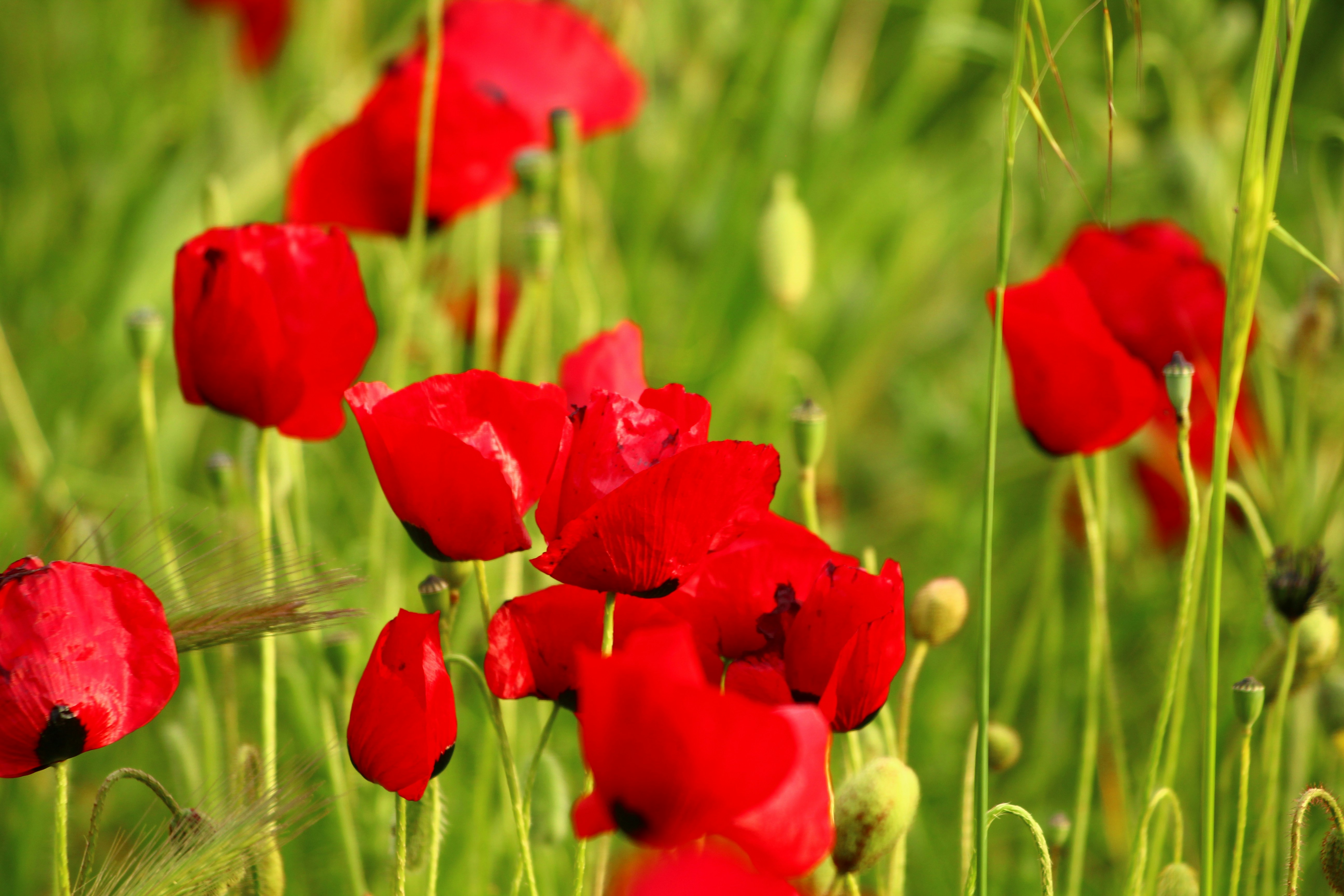 Crimson poppies blaze through a sunlit meadow