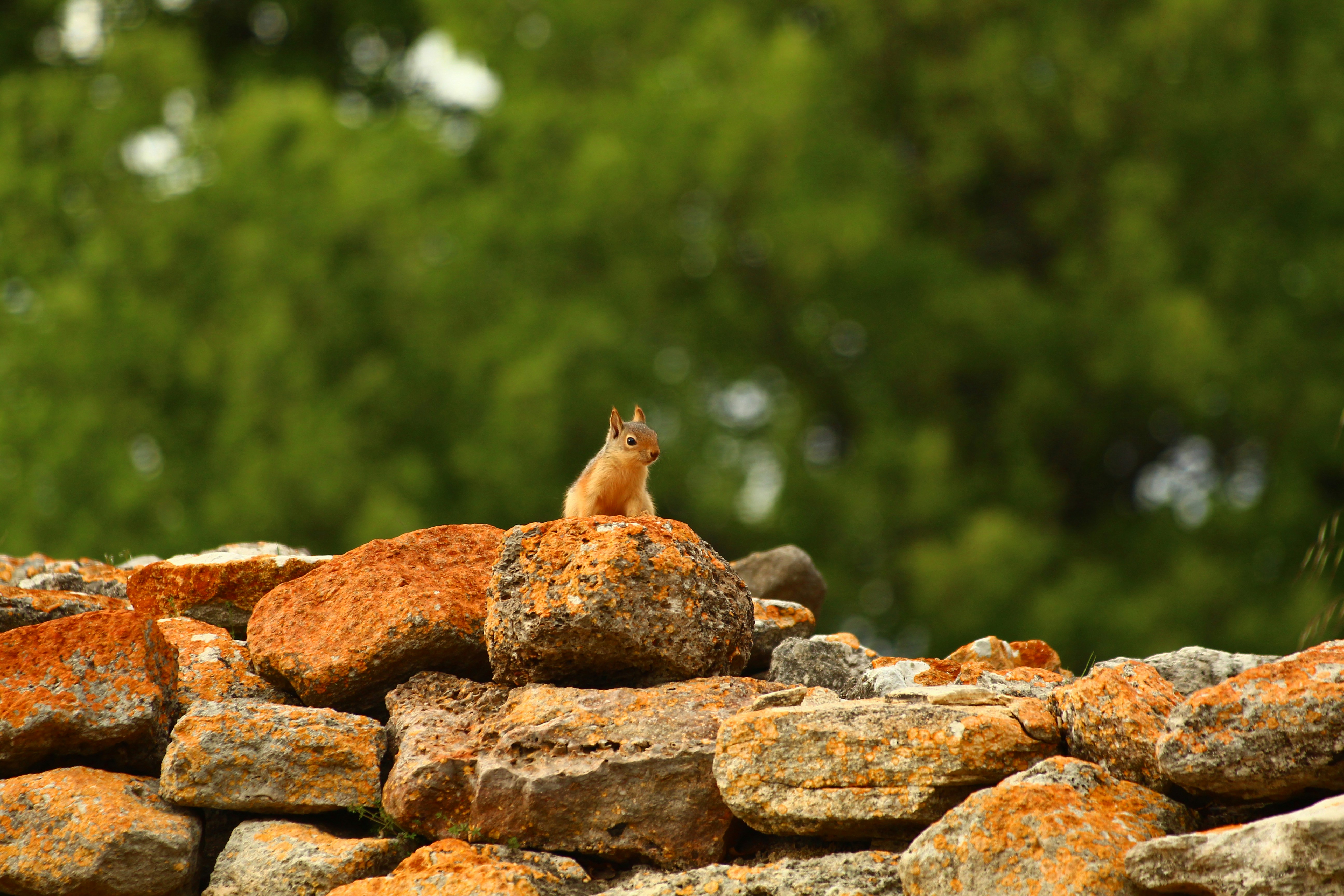 Squirrel Sentinel on a Sun-Warmed Stone Wall
