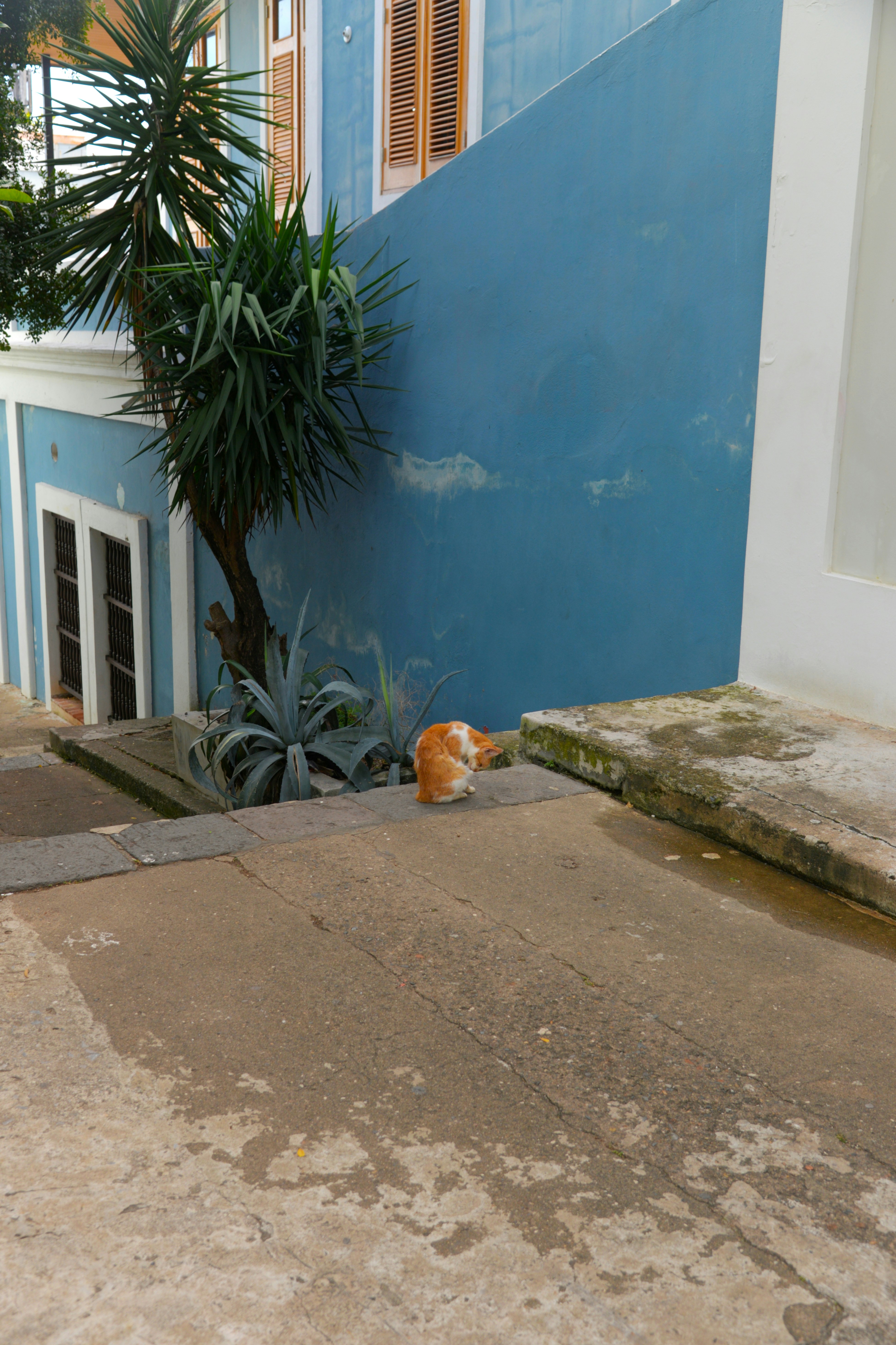Sunlit Orange Cat at the Base of an Azure Facade