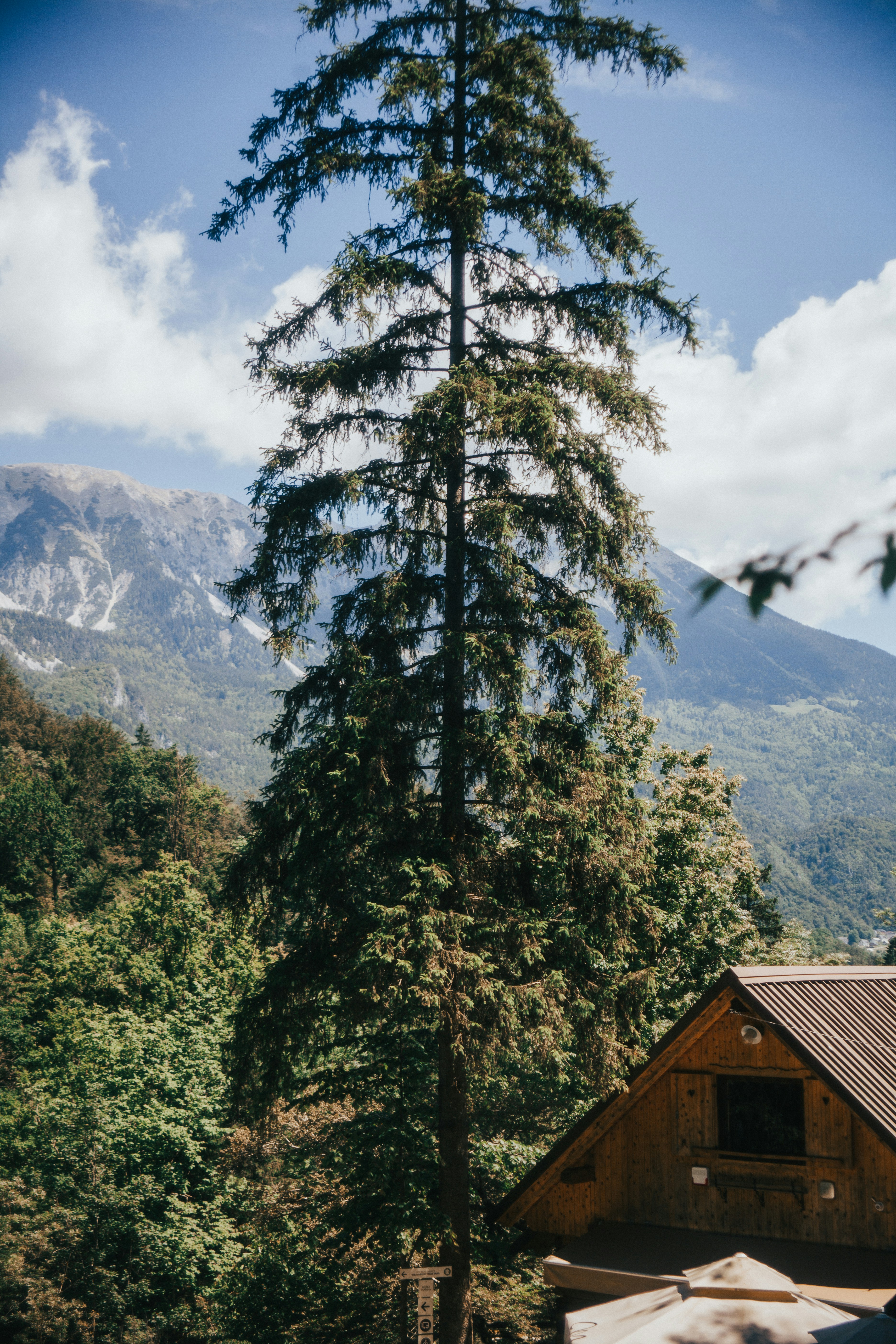 A tall pine tree towers over mountains. photo – Free Forest Image on ...