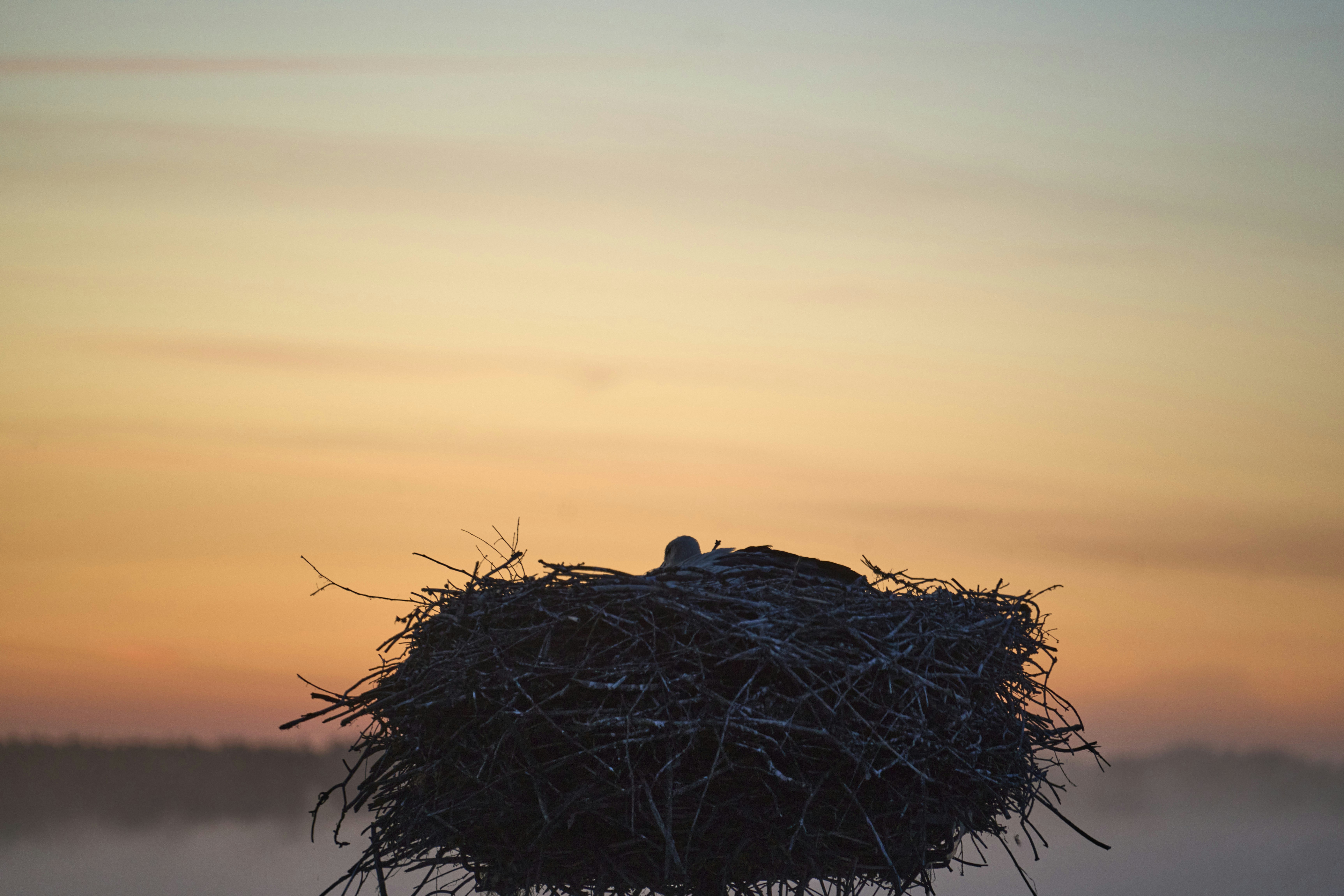 Photo by Wolfgang Hasselmann with Sony Alpha 7 IV