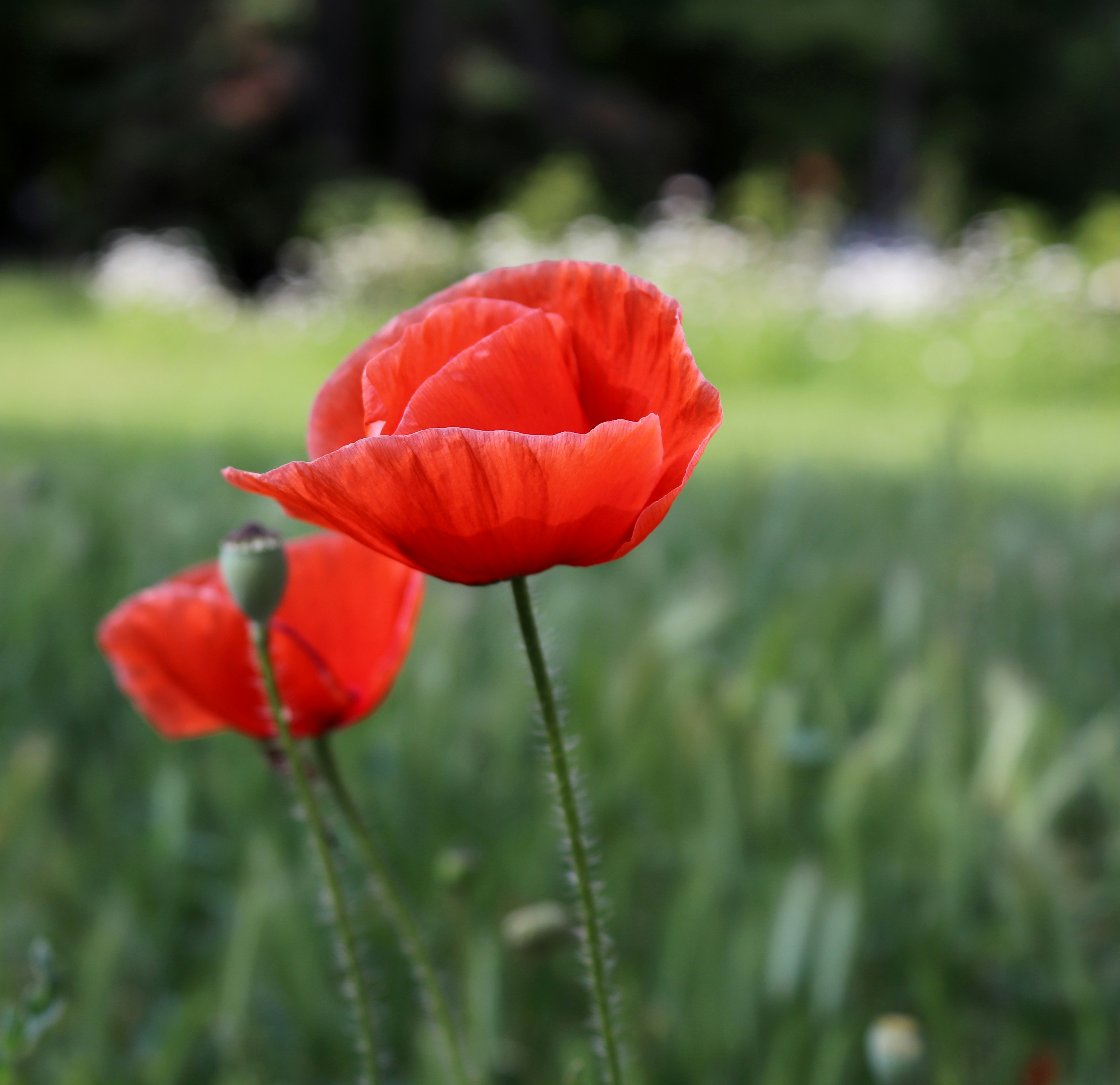 Crimson Cup: A Bold Poppy Against a Blurred Meadow