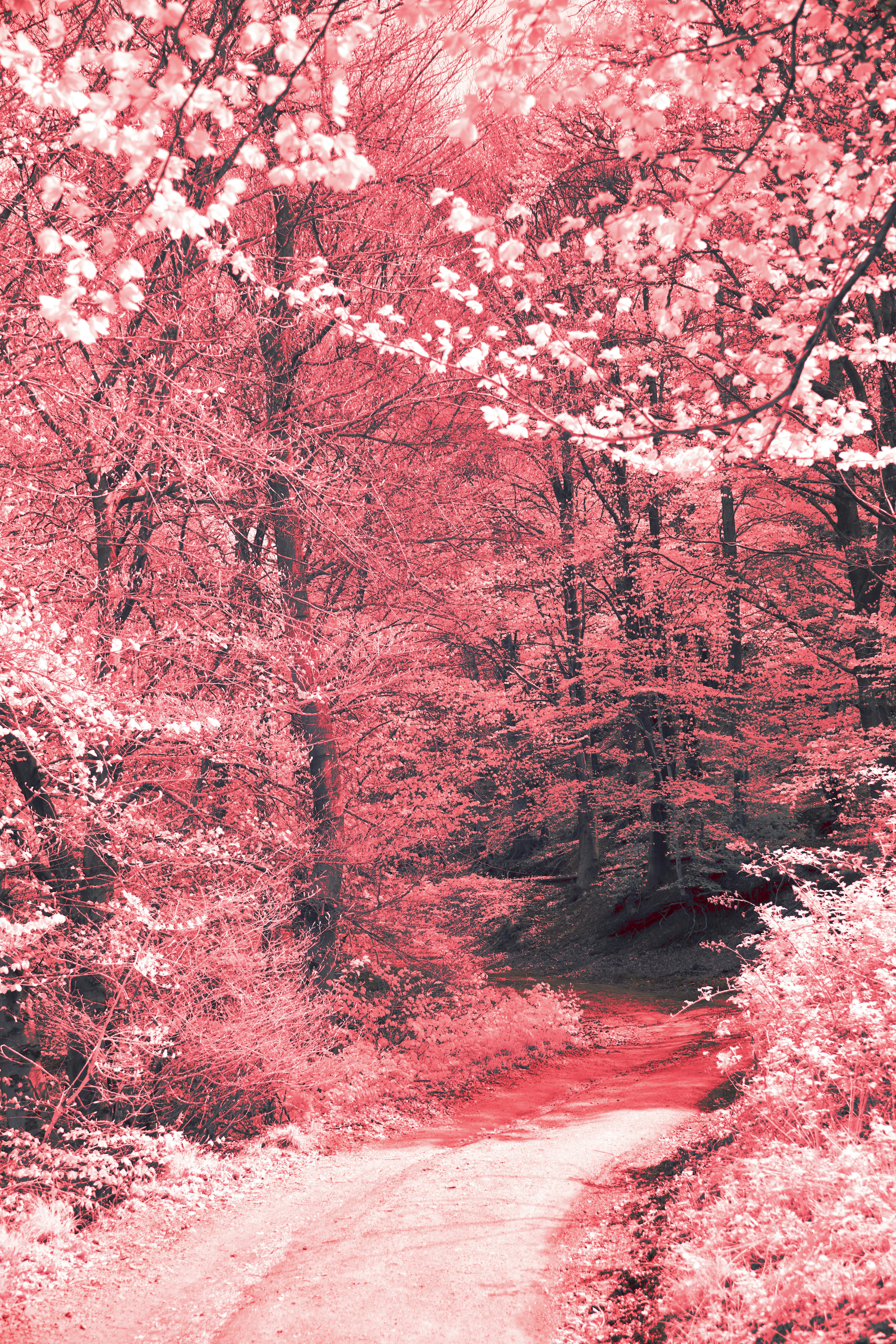 A pink forest path meanders through the trees. photo – Free Flower ...