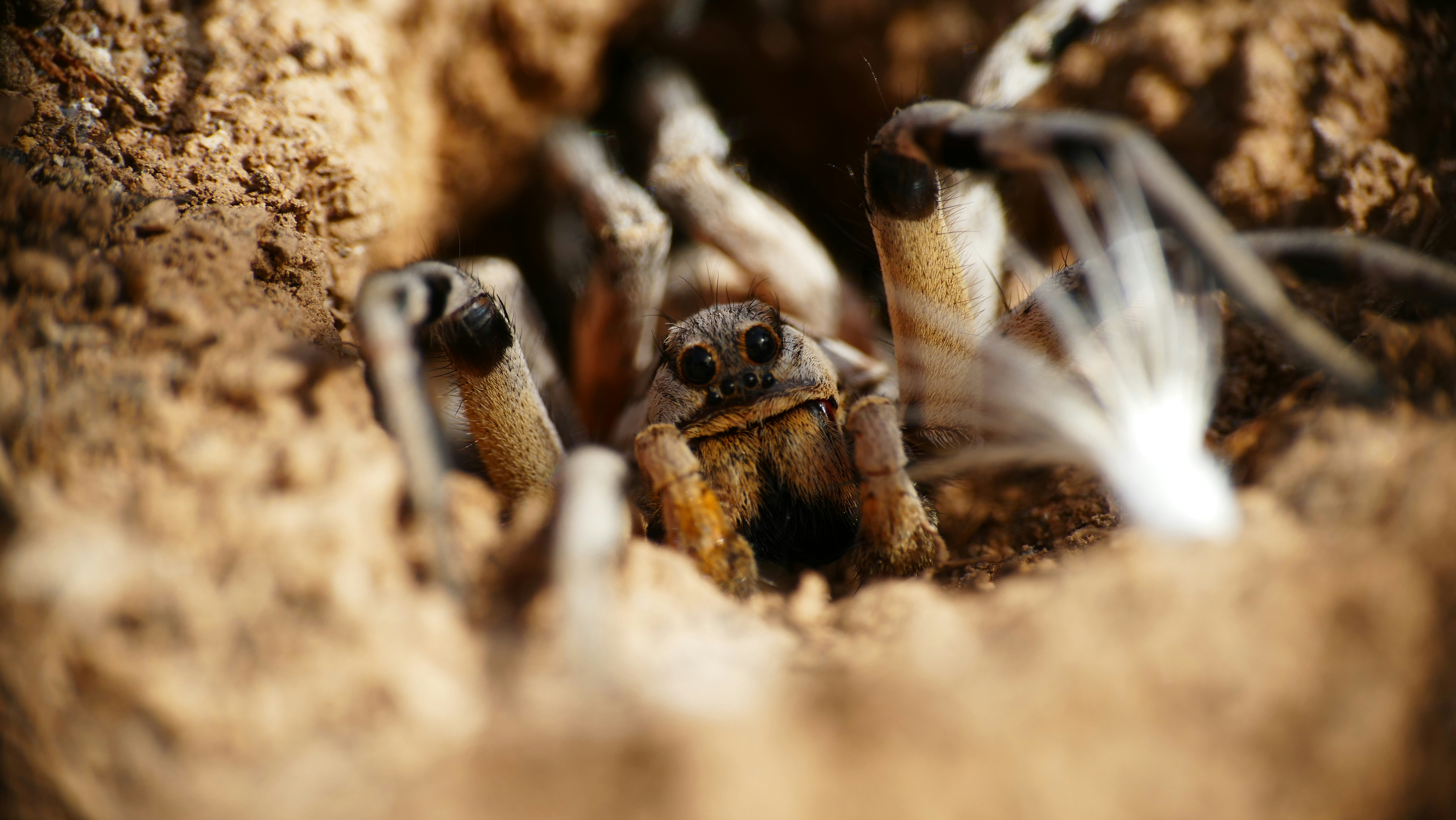 Dustbound Gaze: A Minute Burrow-Dweller Peeking from the Earth
