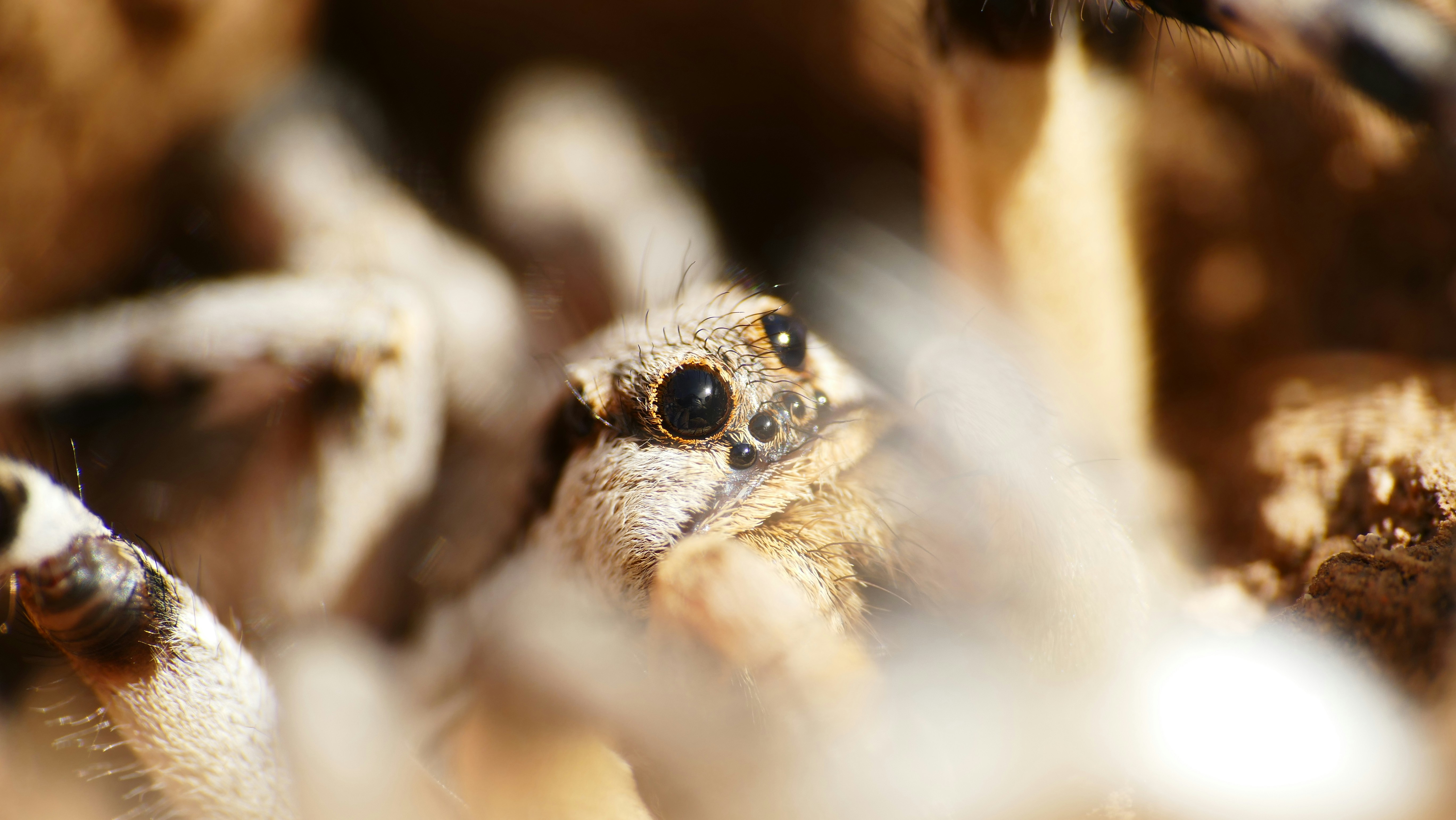 Close-Up of a Derivative Eye: Luminescent Insect Face in a Fog of Dust