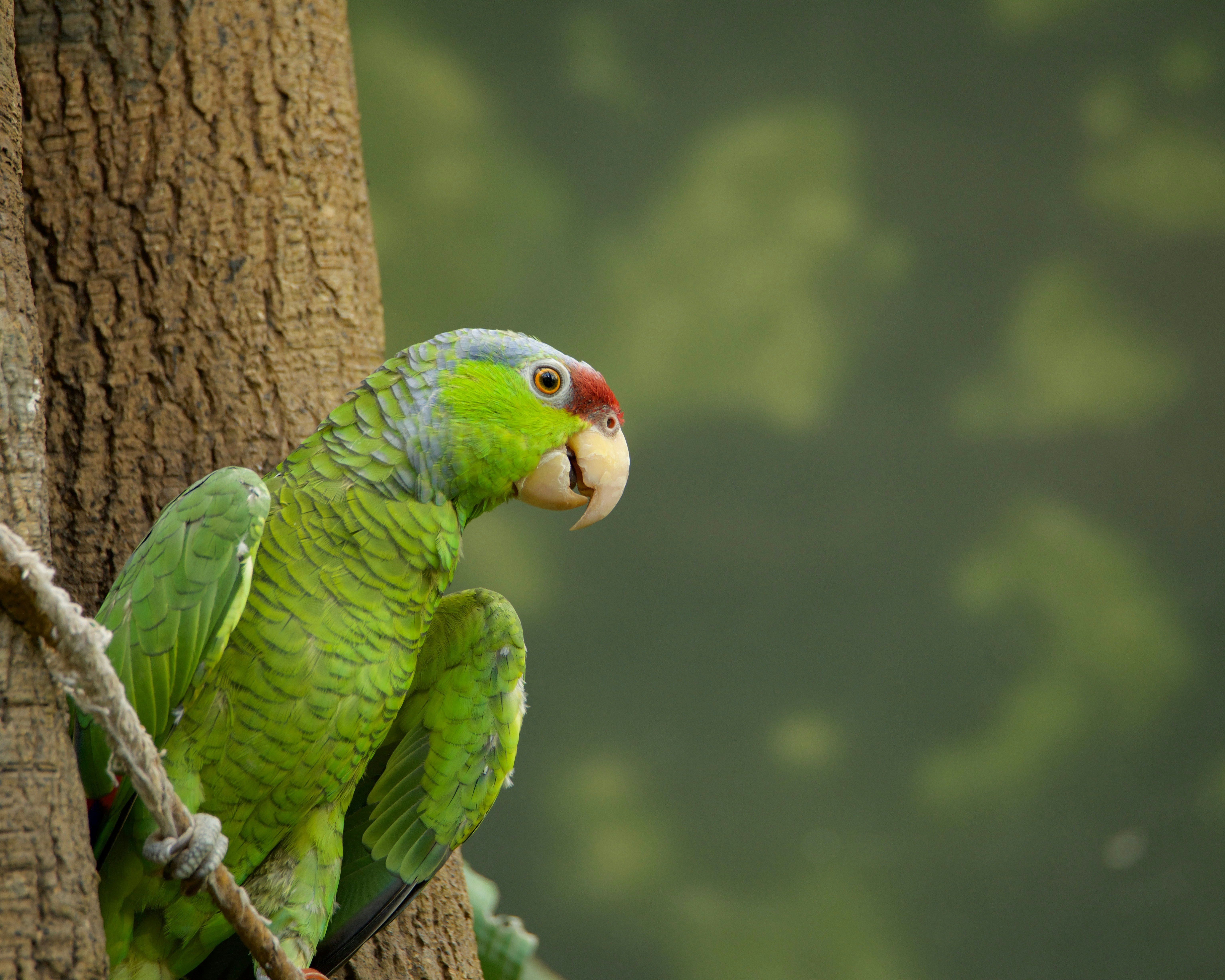 Lilac-crowned parrot