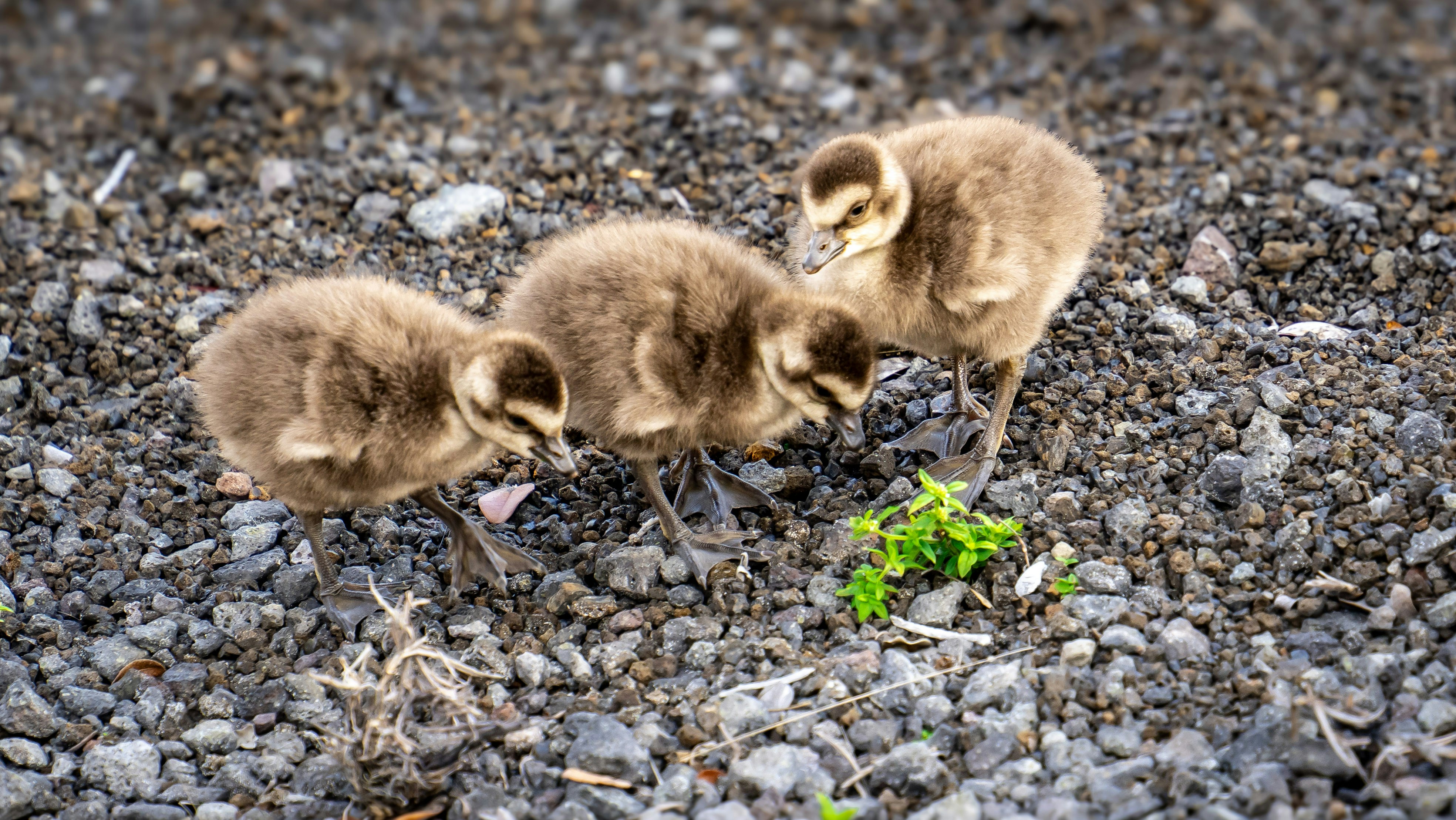 Three fluffy chicks foraging on a gravel surface, exploring their surroundings with curiosity.