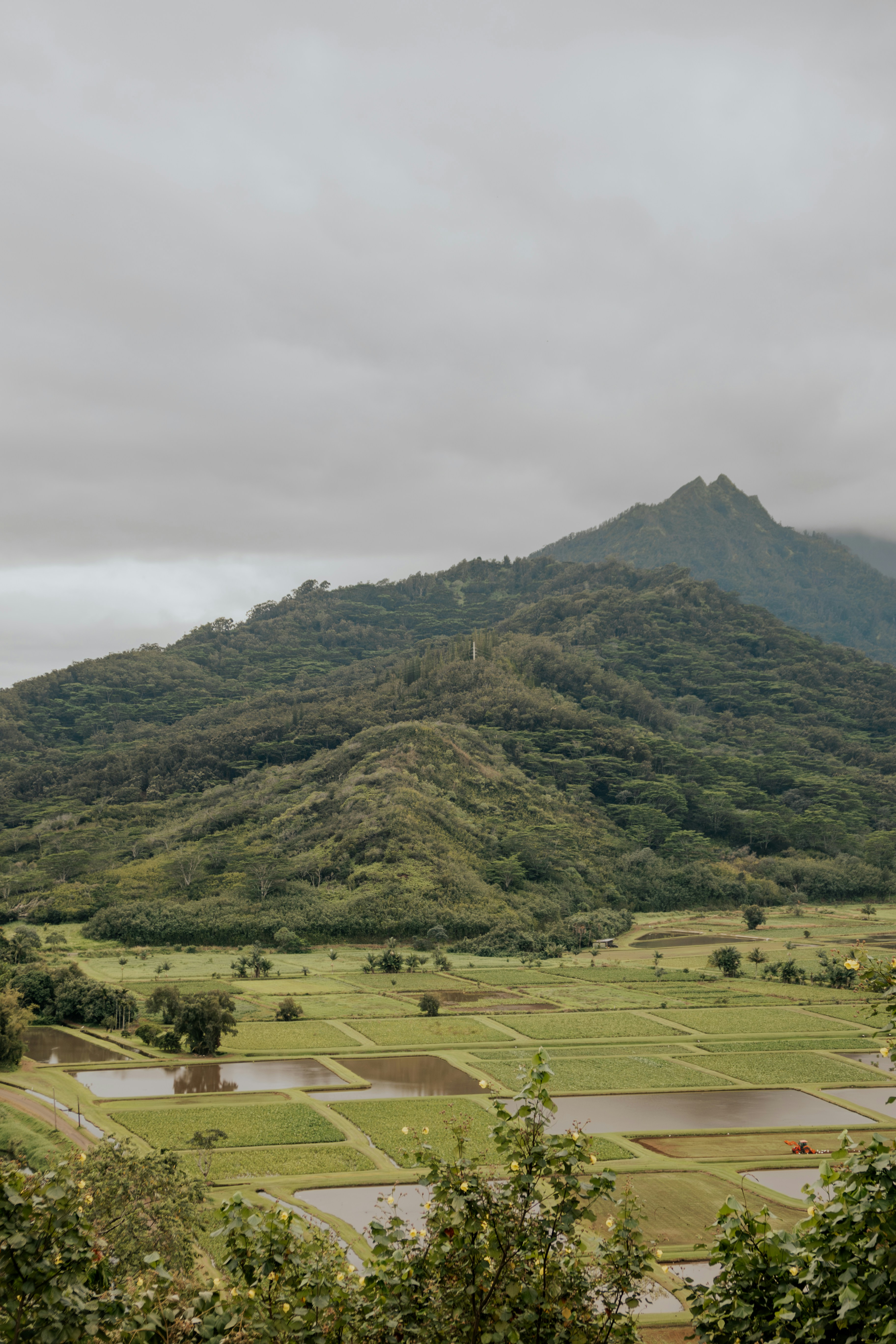 A mountain overlooking cultivated green fields.