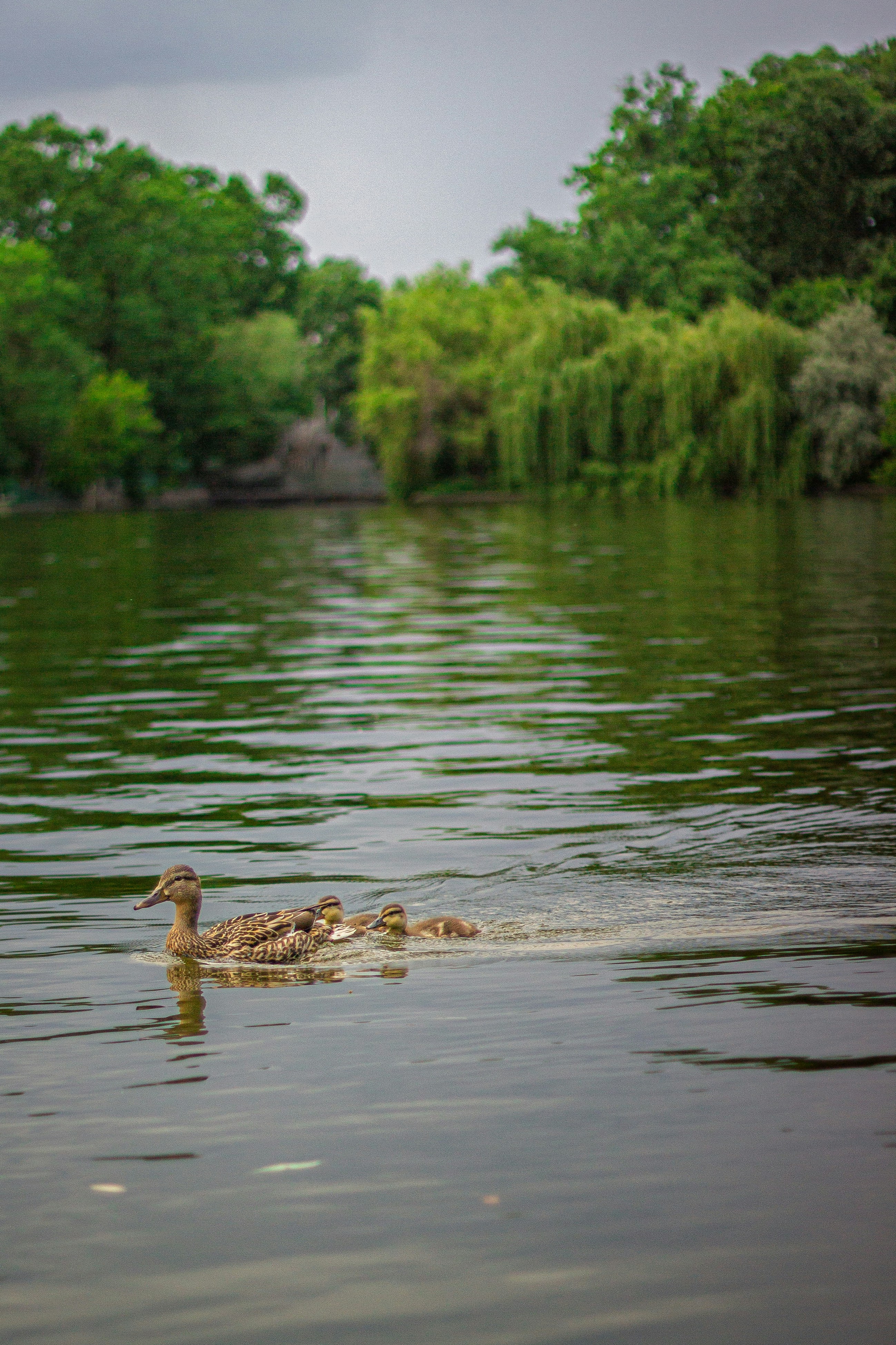 Mother Mallard and Her Ducklings Glide Across a Calm Lake