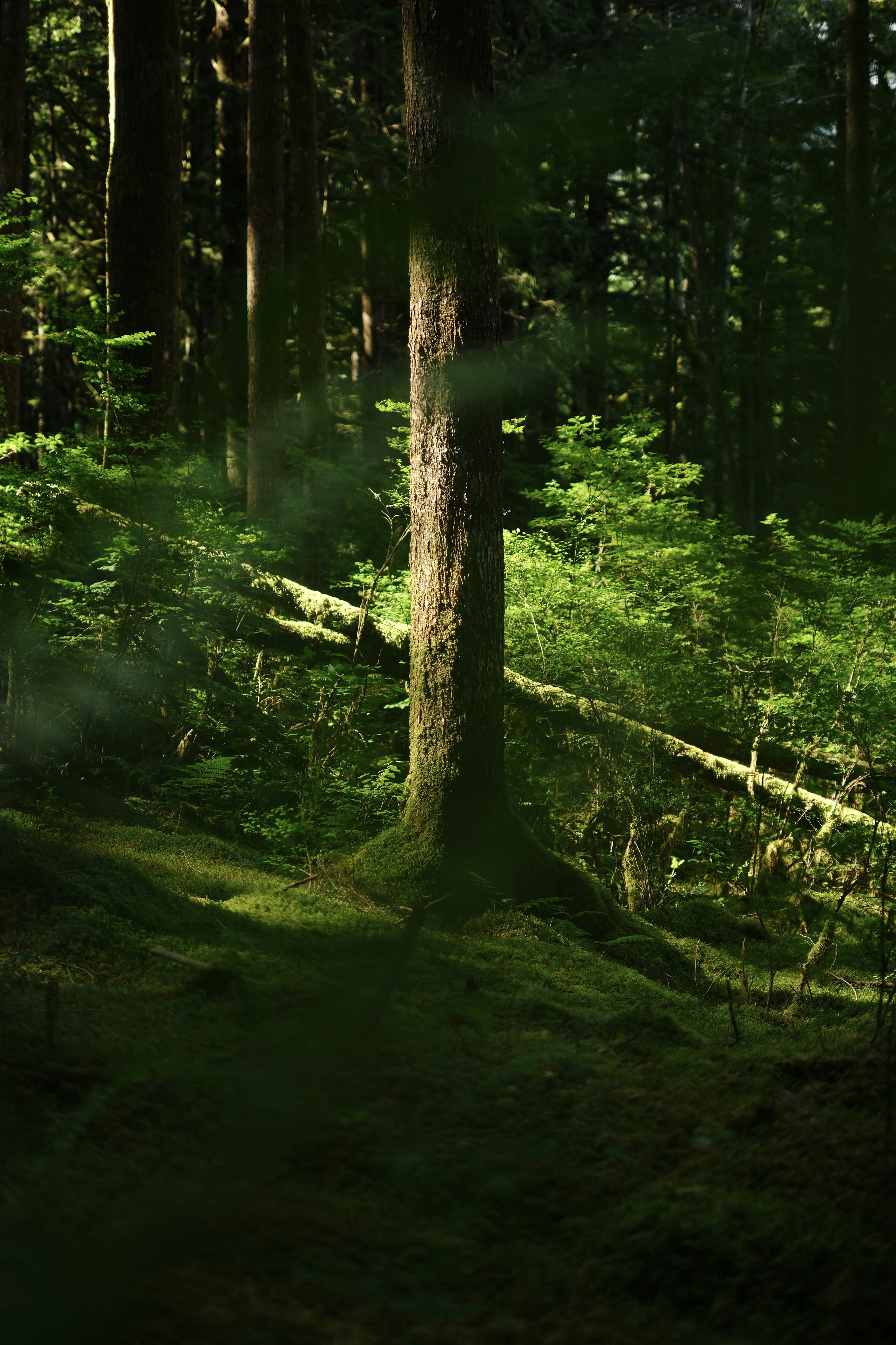 Sunlight filters through dense foliage, illuminating a solitary tree amidst a lush forest floor. Moss and greenery create a serene atmosphere.
